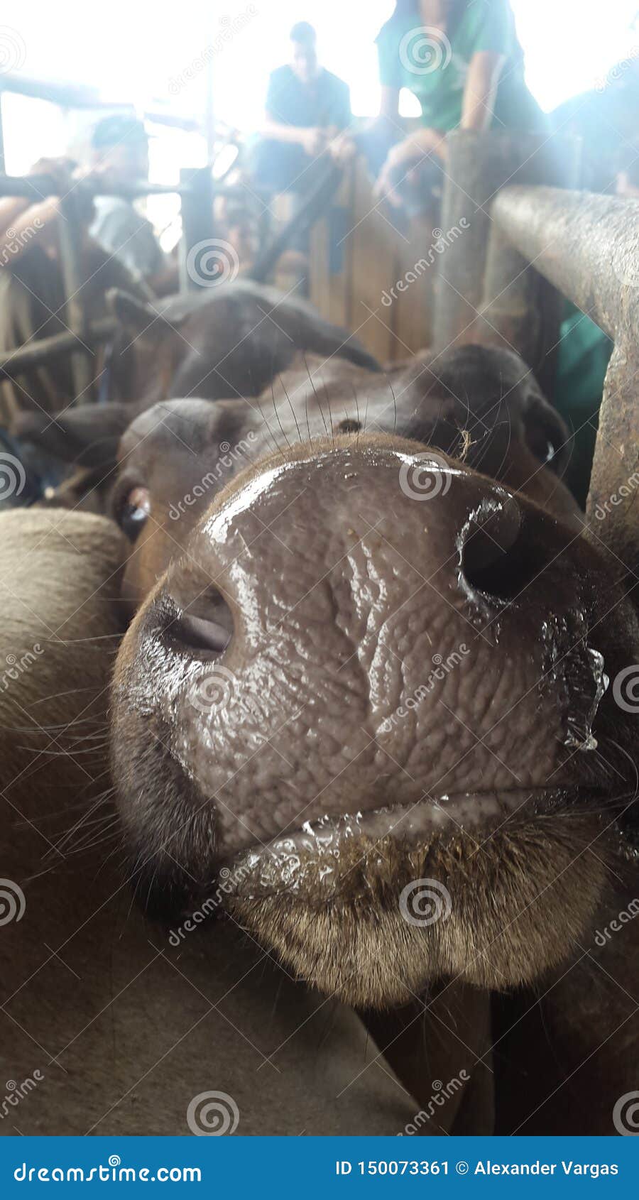 Pretty cow stock image. Image of cows, stall, pretty - 150073361