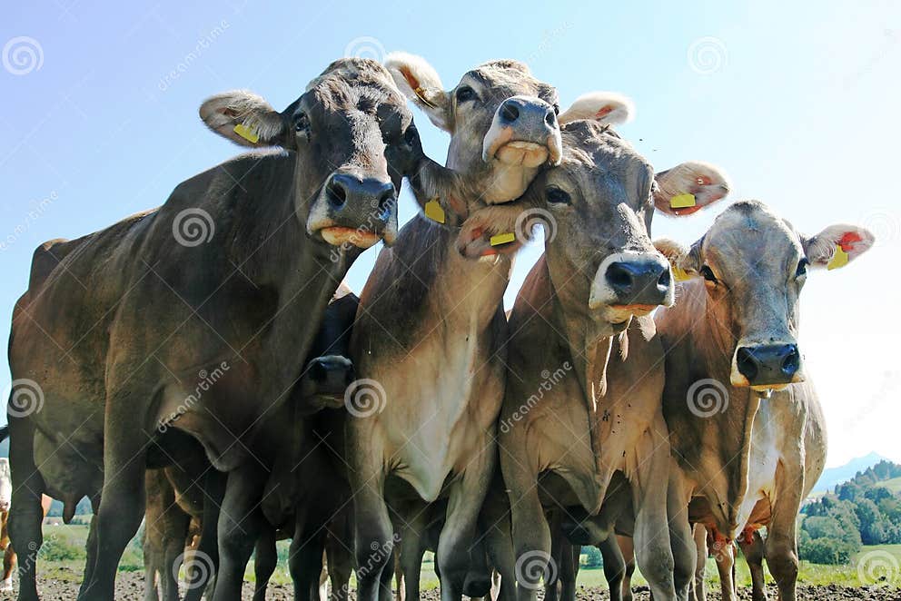 Pretty cows stock image. Image of farm, grazes, nice - 26121551