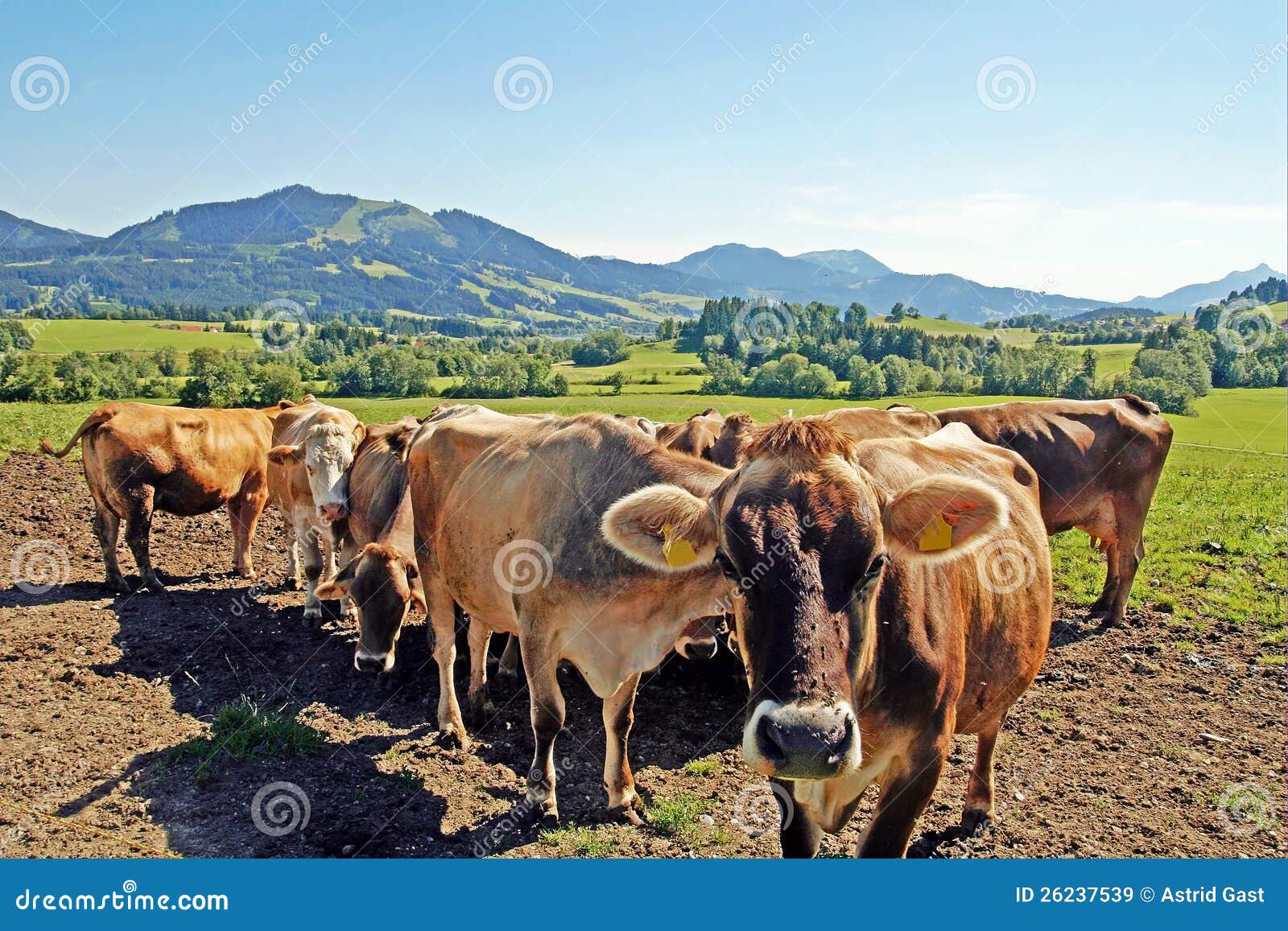 Pretty cows stock image. Image of grazes, bell, bavaria - 26237539