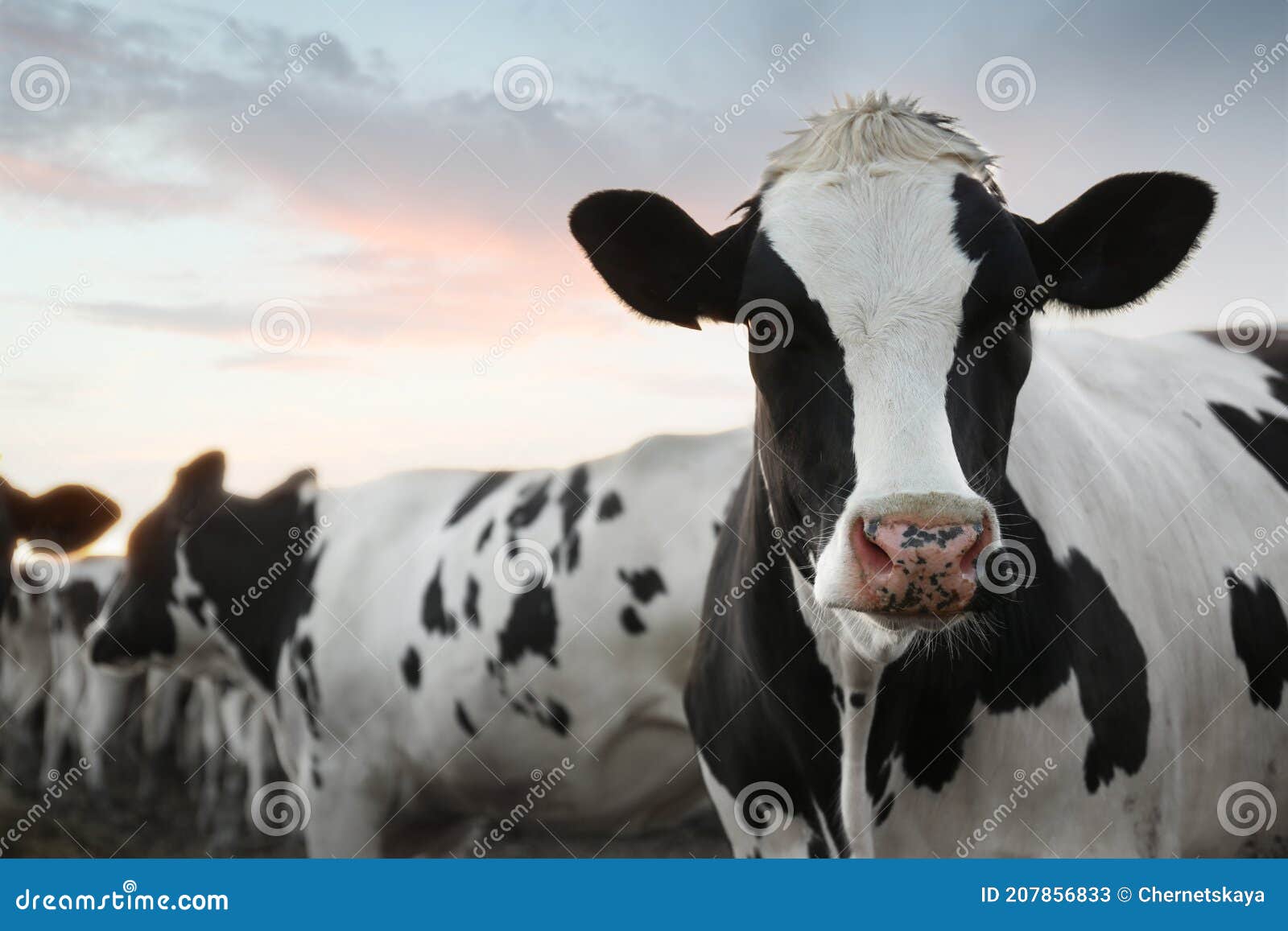 Pretty Cows on Farm. Animal Husbandry Stock Image - Image of black ...