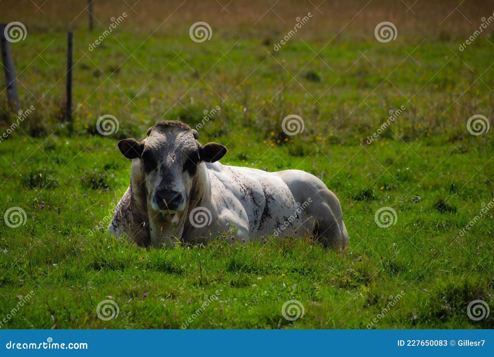 Pretty Cows in a Quebec Farm Stock Image - Image of quebec, cold: 227650083