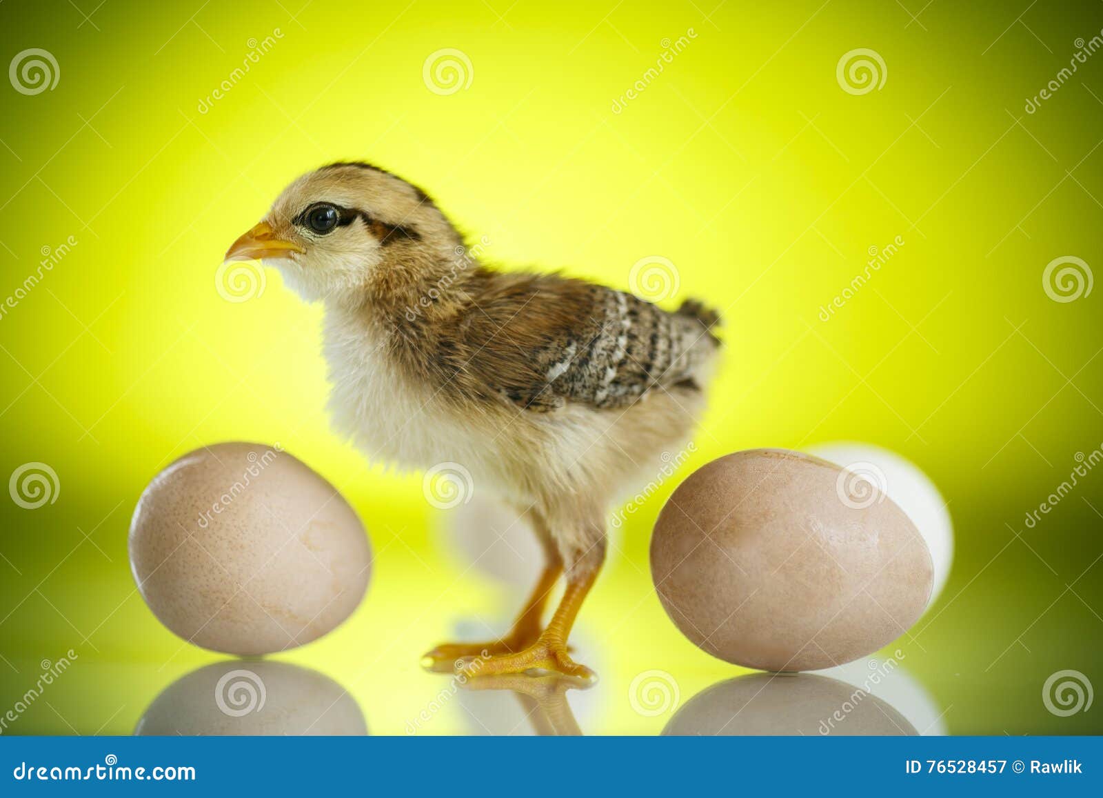 Pretty Cute Chick with Eggs Stock Image - Image of chick, cheerful ...
