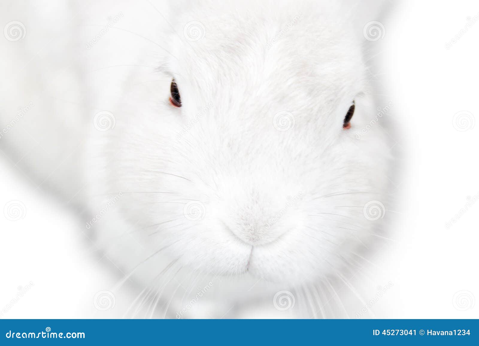 A Pretty Cute Fluffy Isolated White Bunny. Stock Image - Image of ...