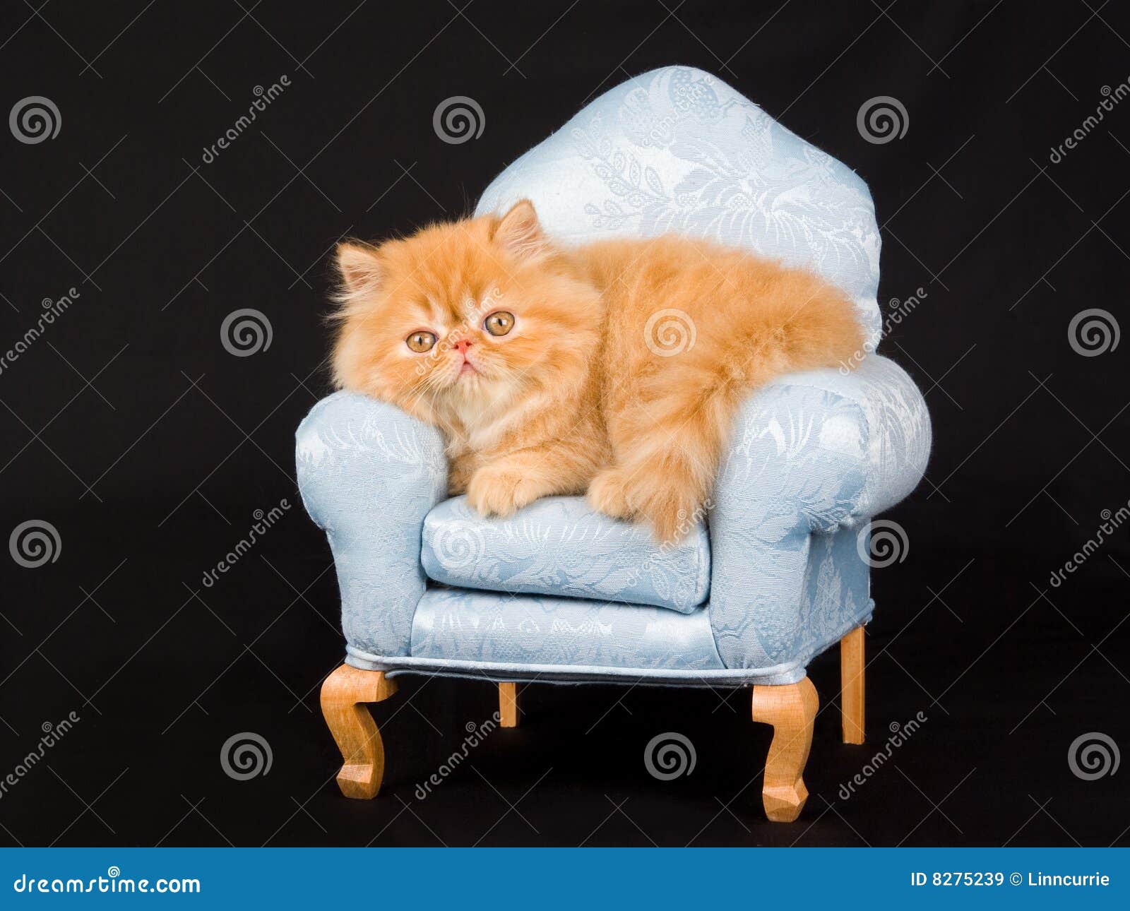 Pretty Cute Persian Kitten on Mini Chair Stock Image - Image of chair ...