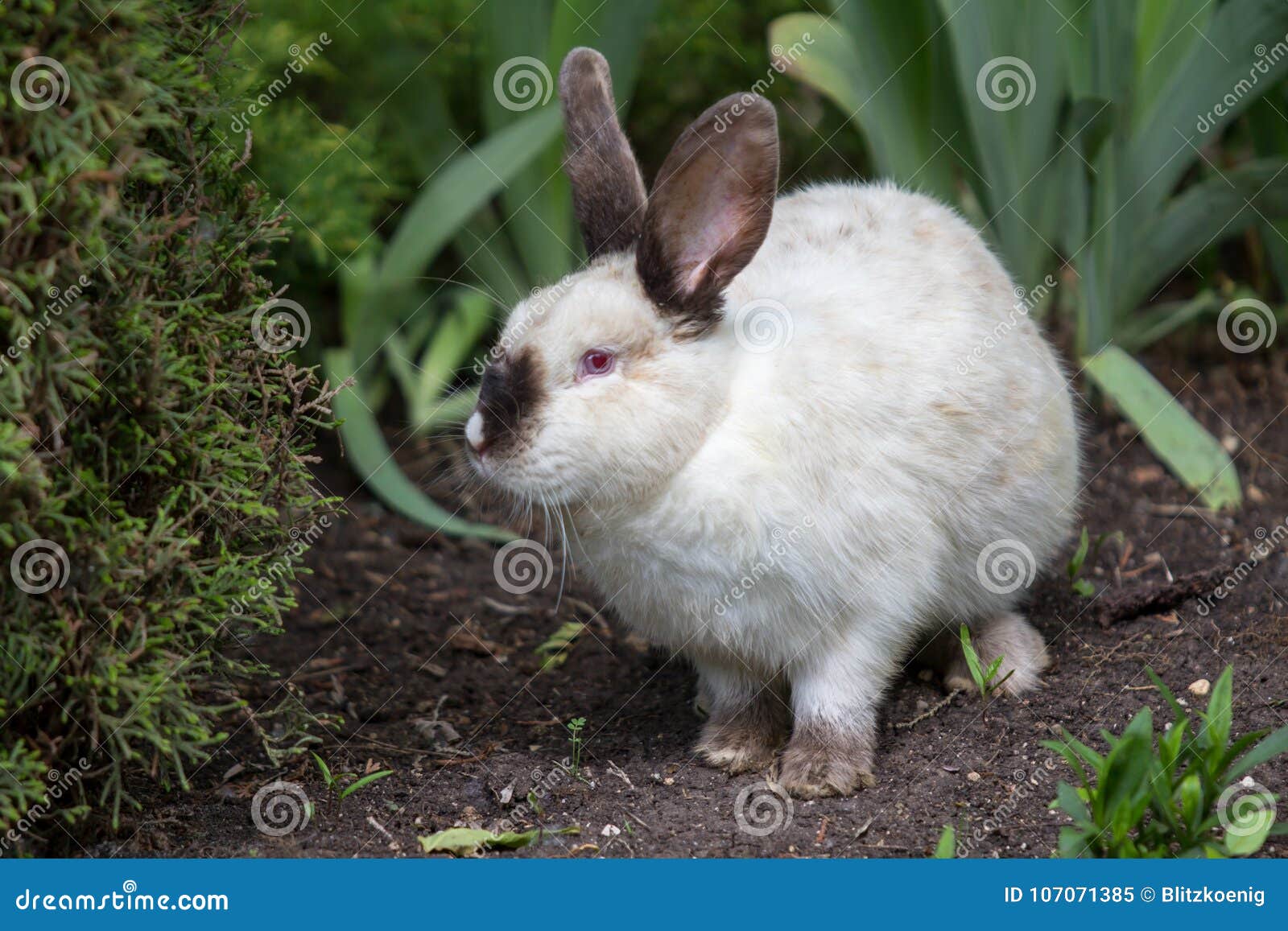 Pretty Cute Rabbit in a Bushes Stock Image - Image of nature, brown ...
