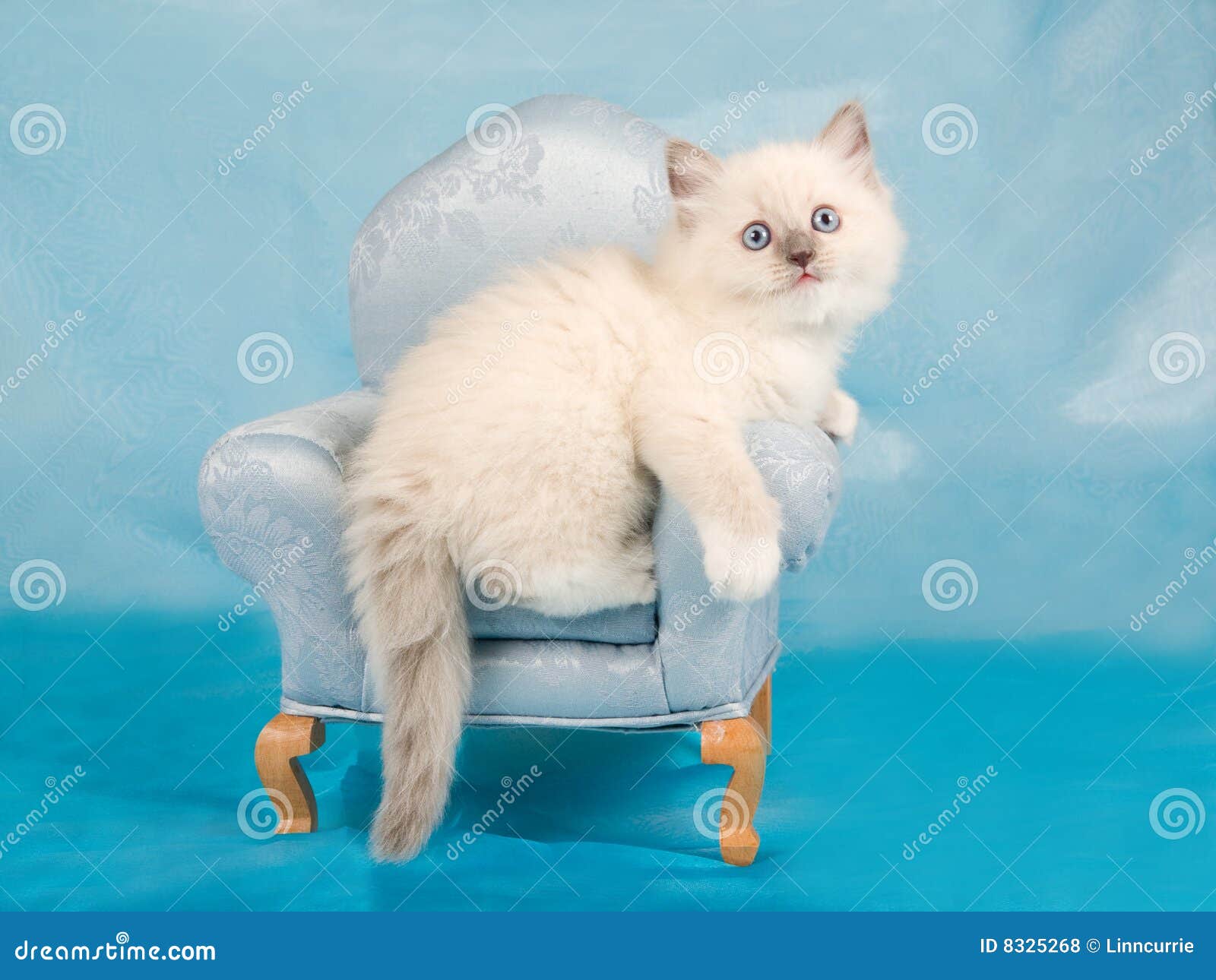 Pretty Cute Ragdoll Kitten on Mini Chair Stock Photo - Image of cute ...