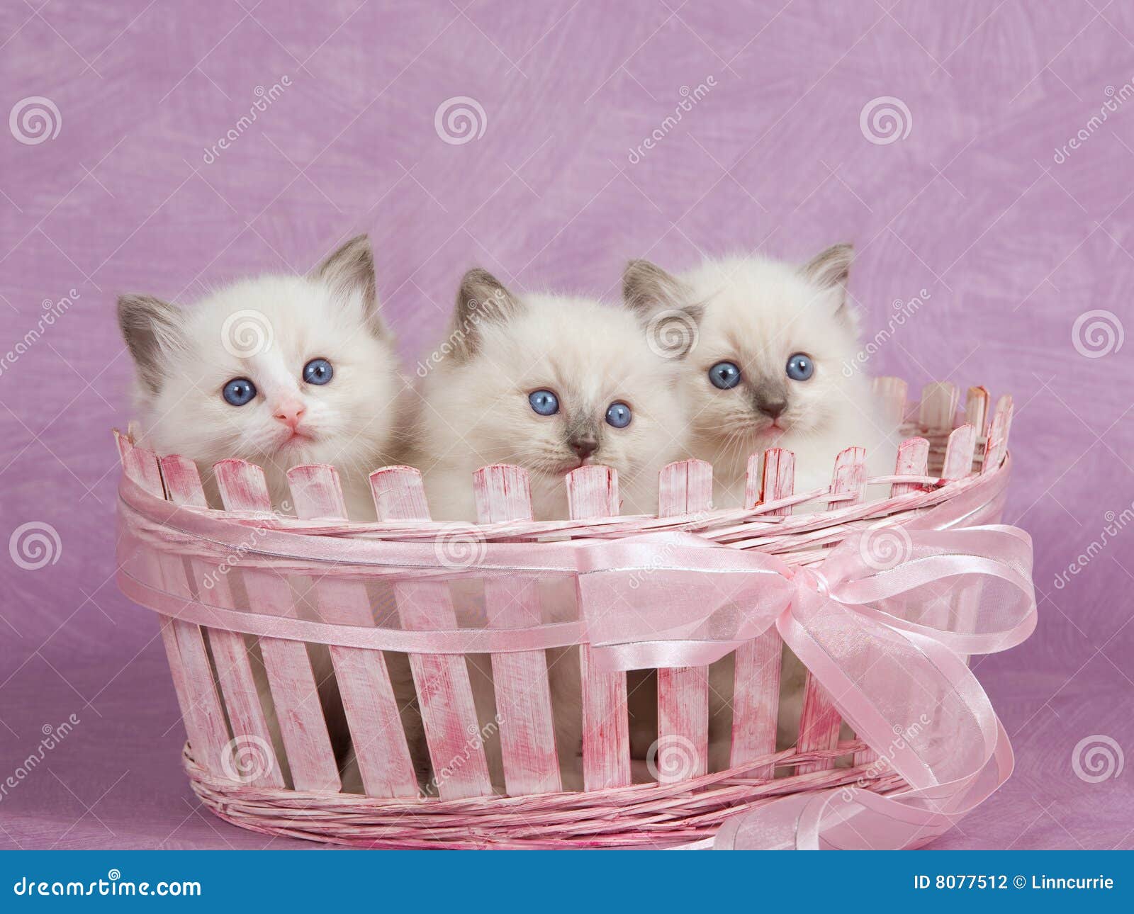 Pretty Cute Ragdoll Kittens in Pink Basket Stock Photo - Image of doll ...