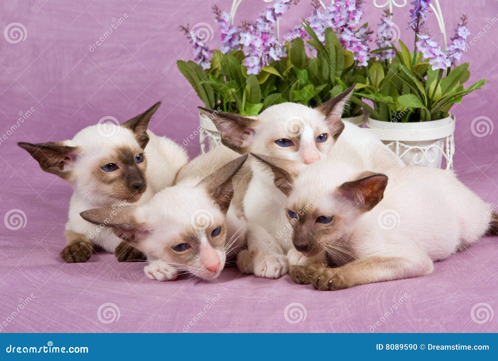 Pretty Cute Siamese Oriental Kittens with Flowers Fotografia Stock ...