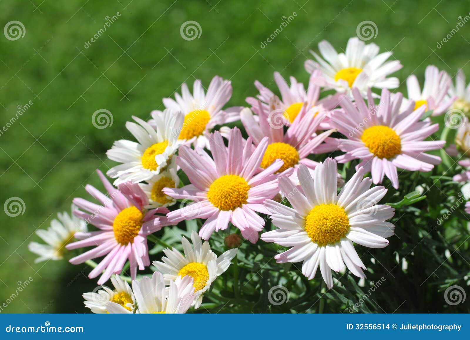 Pretty daisies close up stock photo. Image of fresh, pink - 32556514