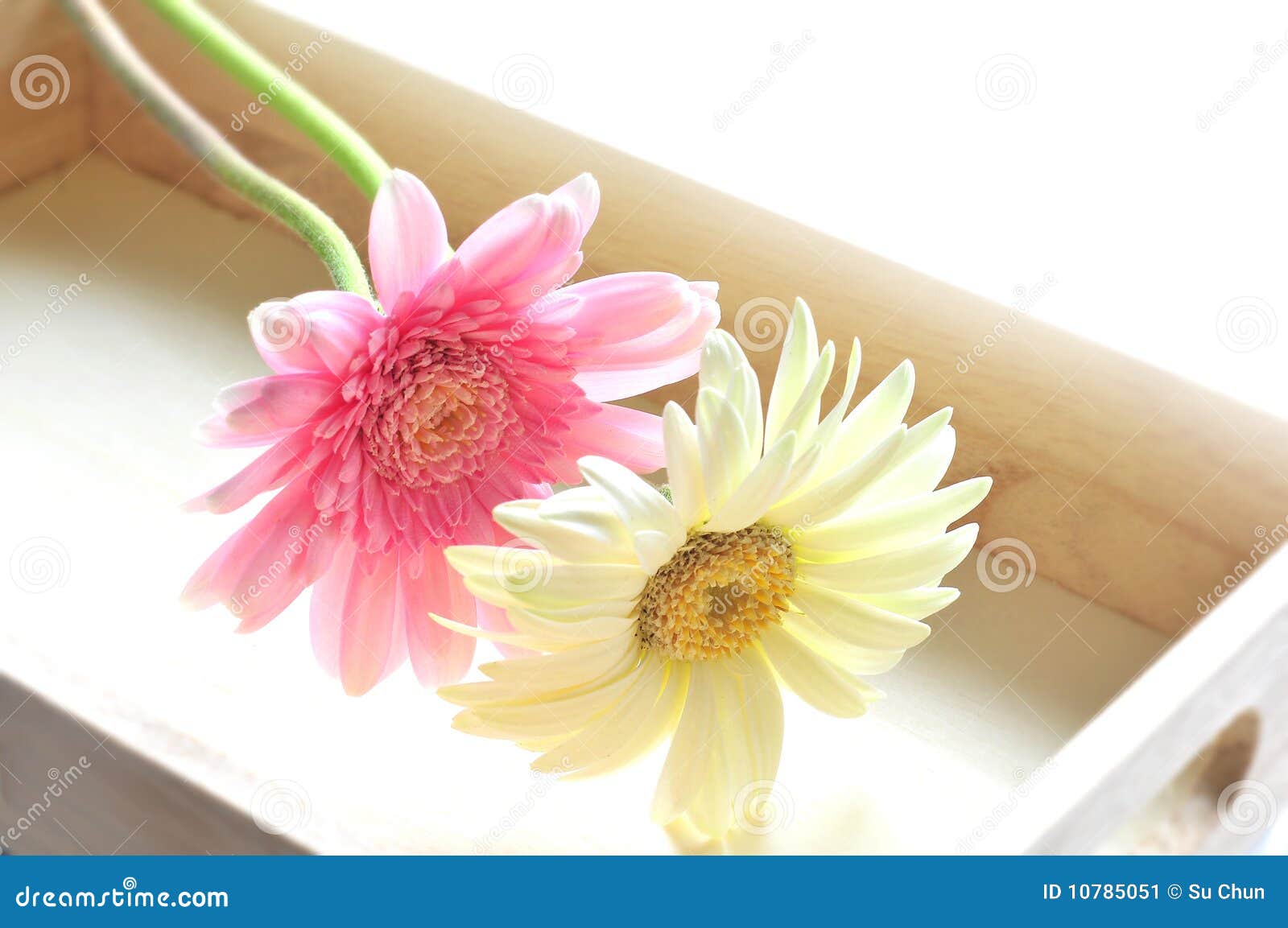 Pretty daisy in box stock image. Image of bright, colorful - 10785051