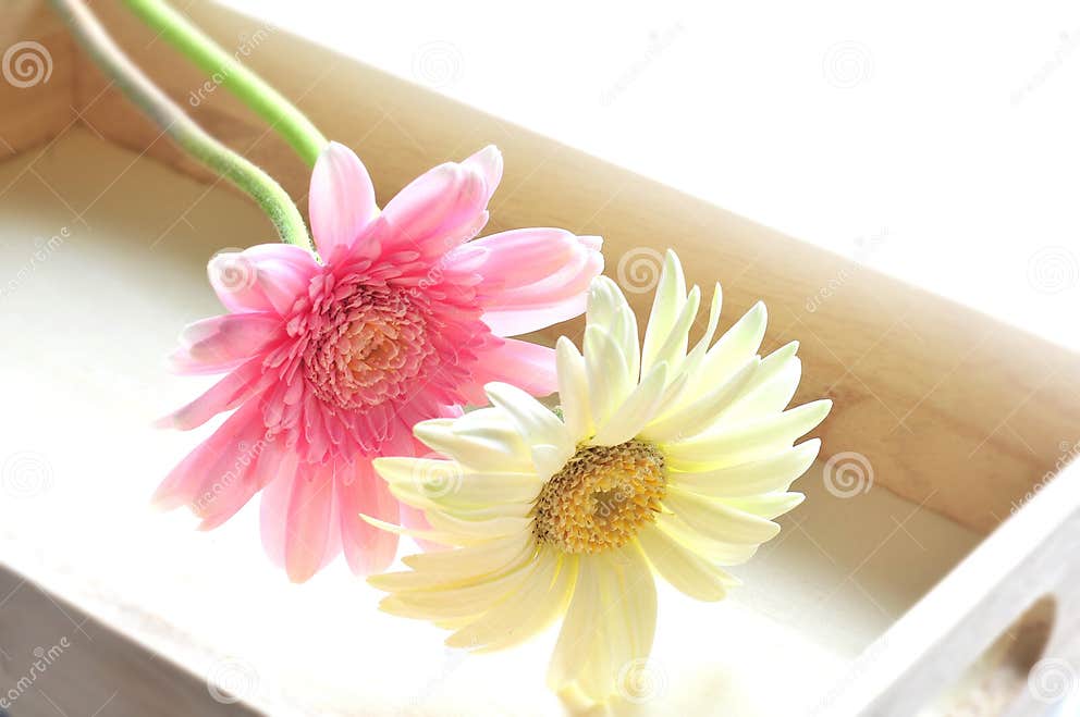 Pretty daisy in box stock image. Image of bright, colorful - 10785051