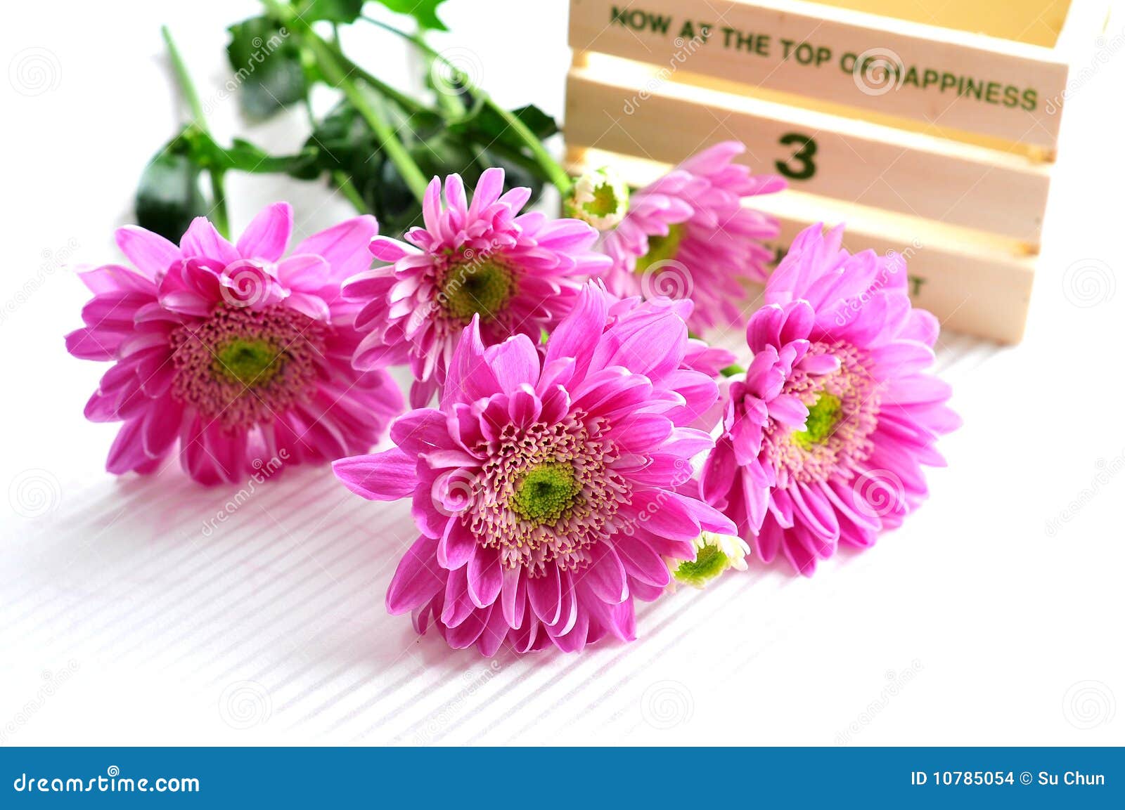 Pretty daisy with box stock photo. Image of romance, garden - 10785054