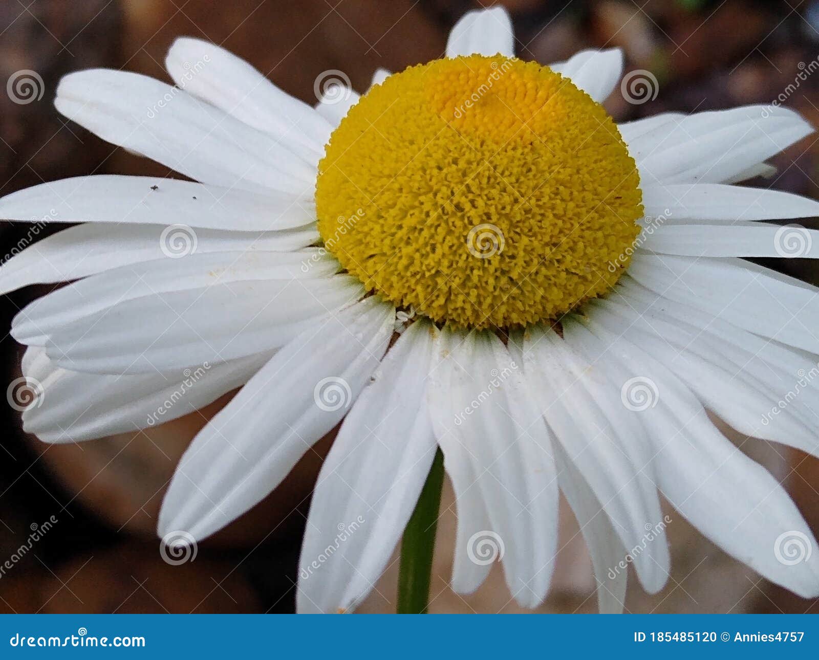 Pretty daisy stock photo. Image of white, blossom, dasey - 185485120