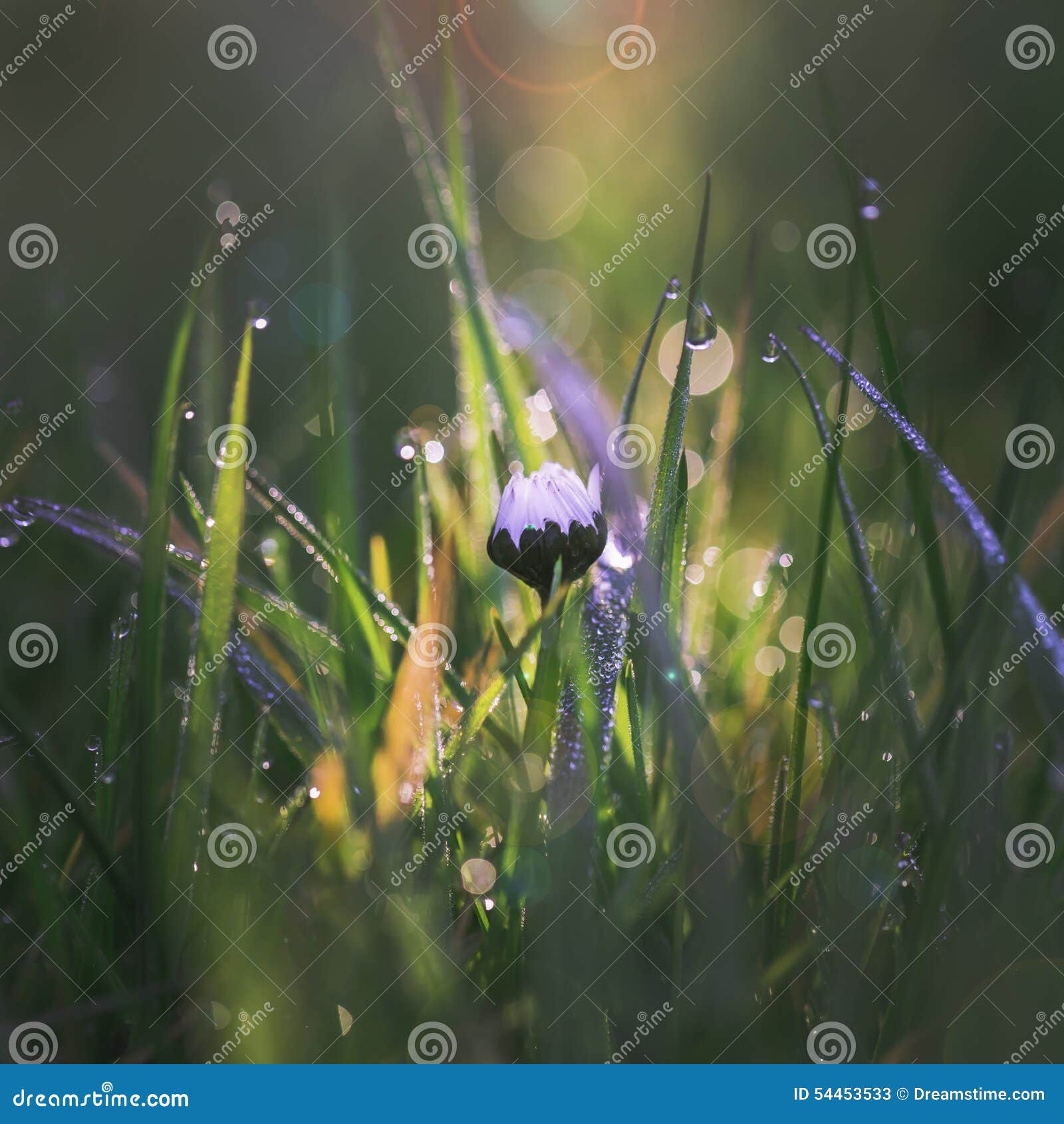 A pretty daisy flower stock image. Image of daisy, shaded - 54453533