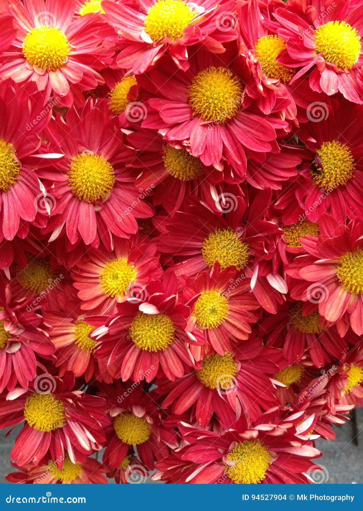 Pretty Daisy stock photo. Image of pink, plants, daisies - 94527904
