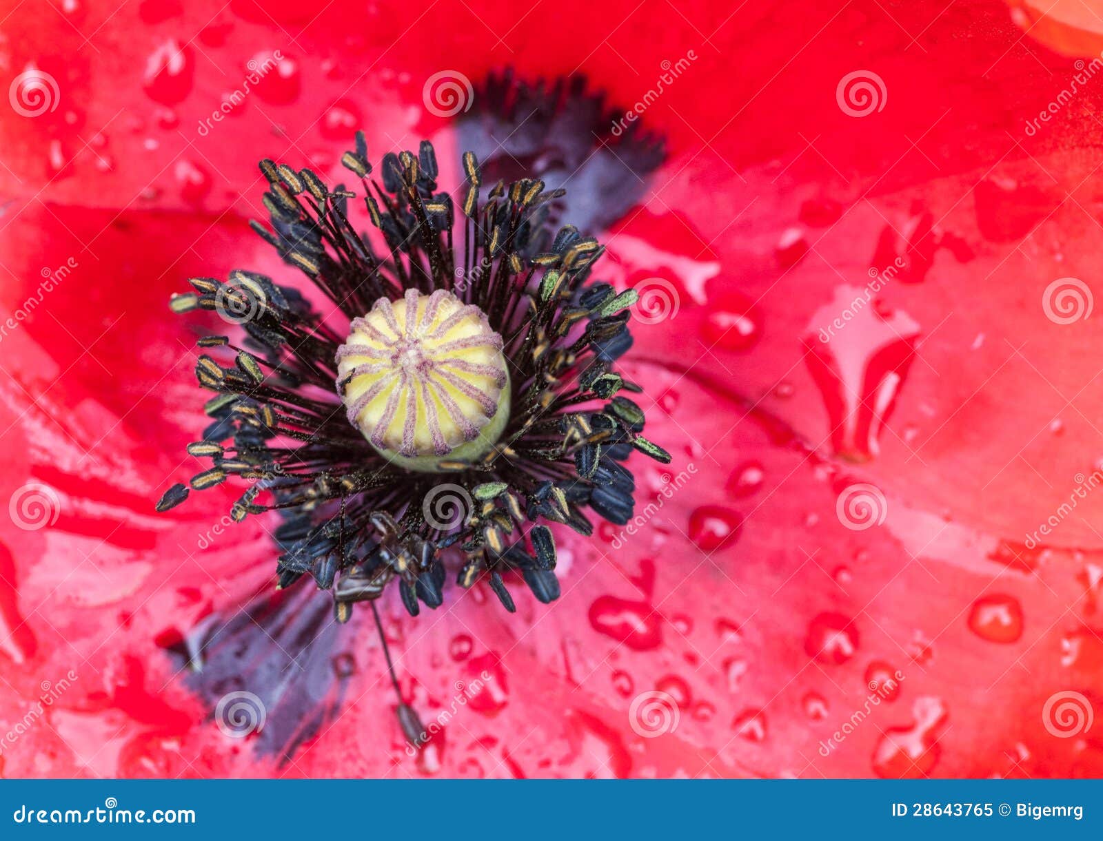 Pretty Damp stock image. Image of nature, petal, stamen - 28643765