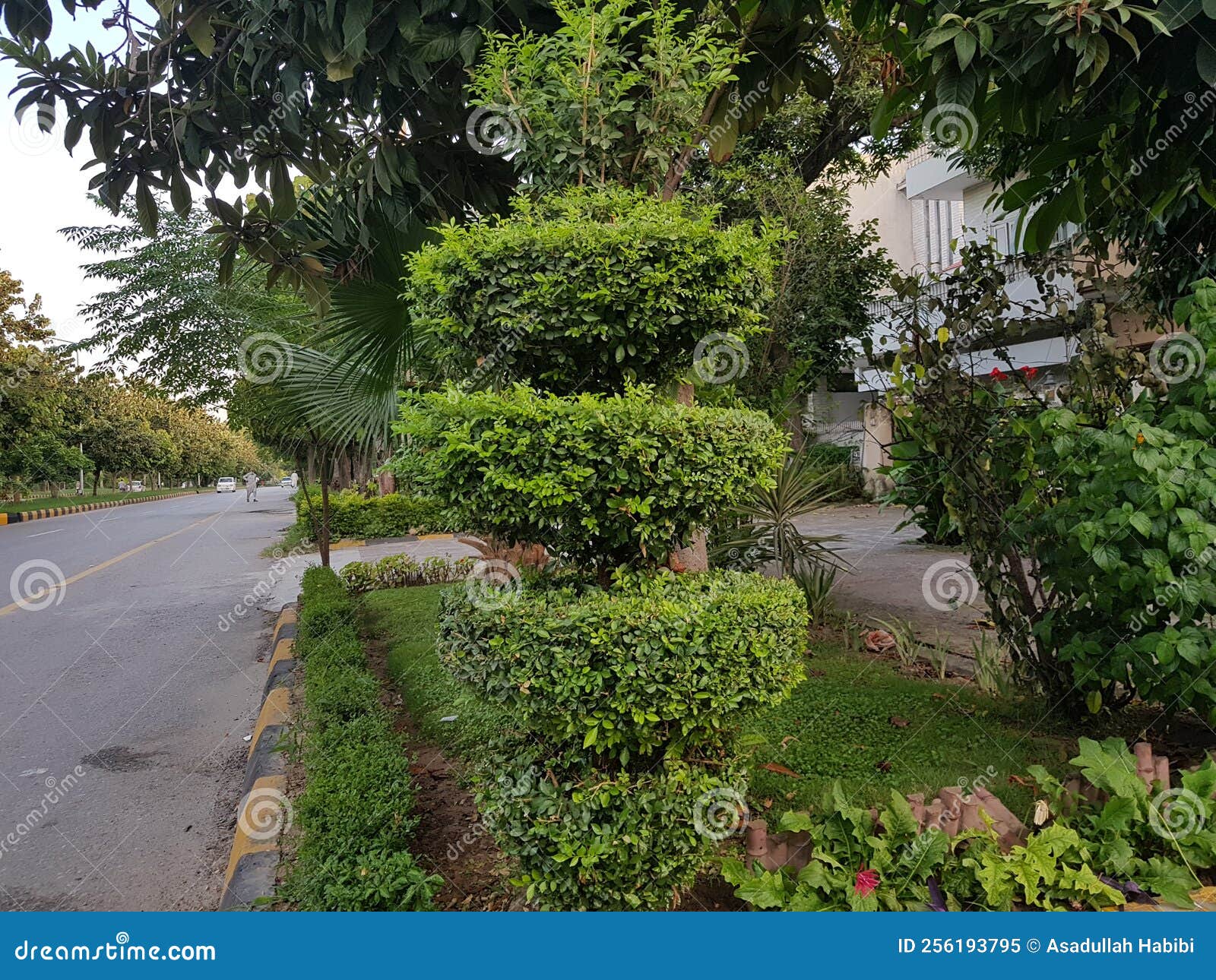 Pretty Design Cutted Bush is Near the House Stock Image - Image of ...