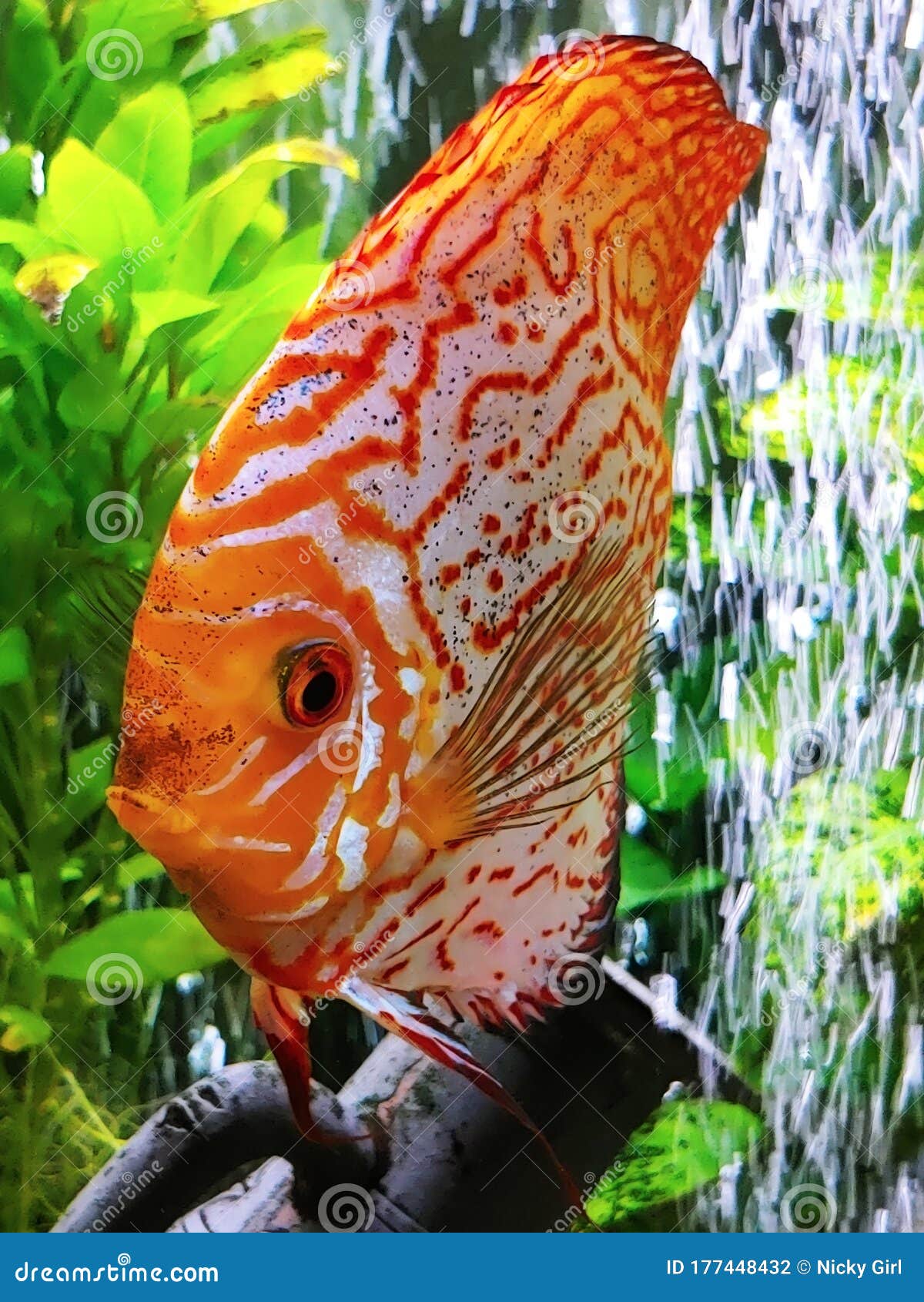 Pretty Discus Fish Looking at Camera Taking Picture Stock Photo - Image ...