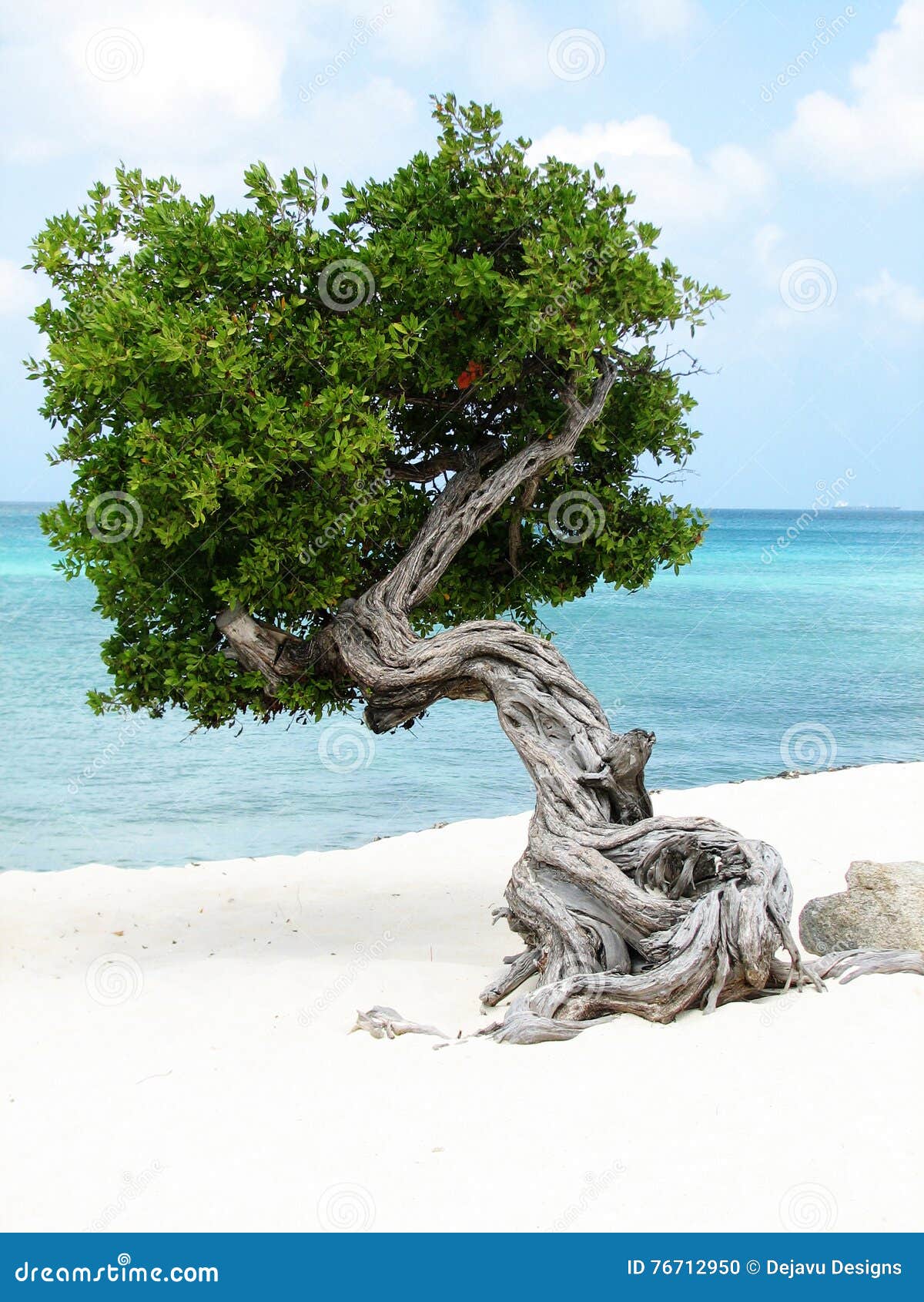 Pretty Divi Divi Tree in Aruba Stock Photo - Image of aruba, watapana ...
