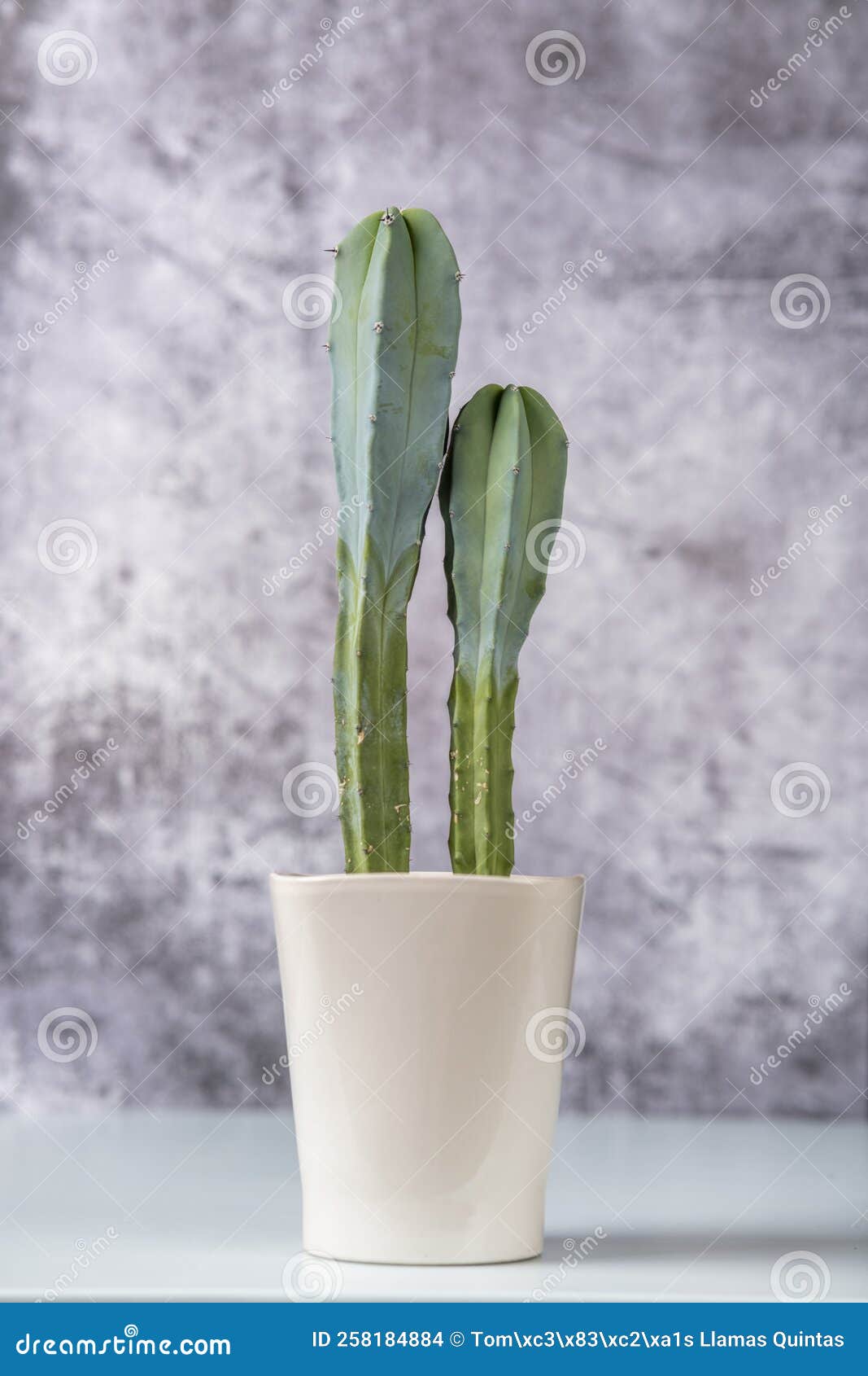 Pretty Double Cereus Cactus with Needle-sharp Spikes in a Porcelain Pot ...