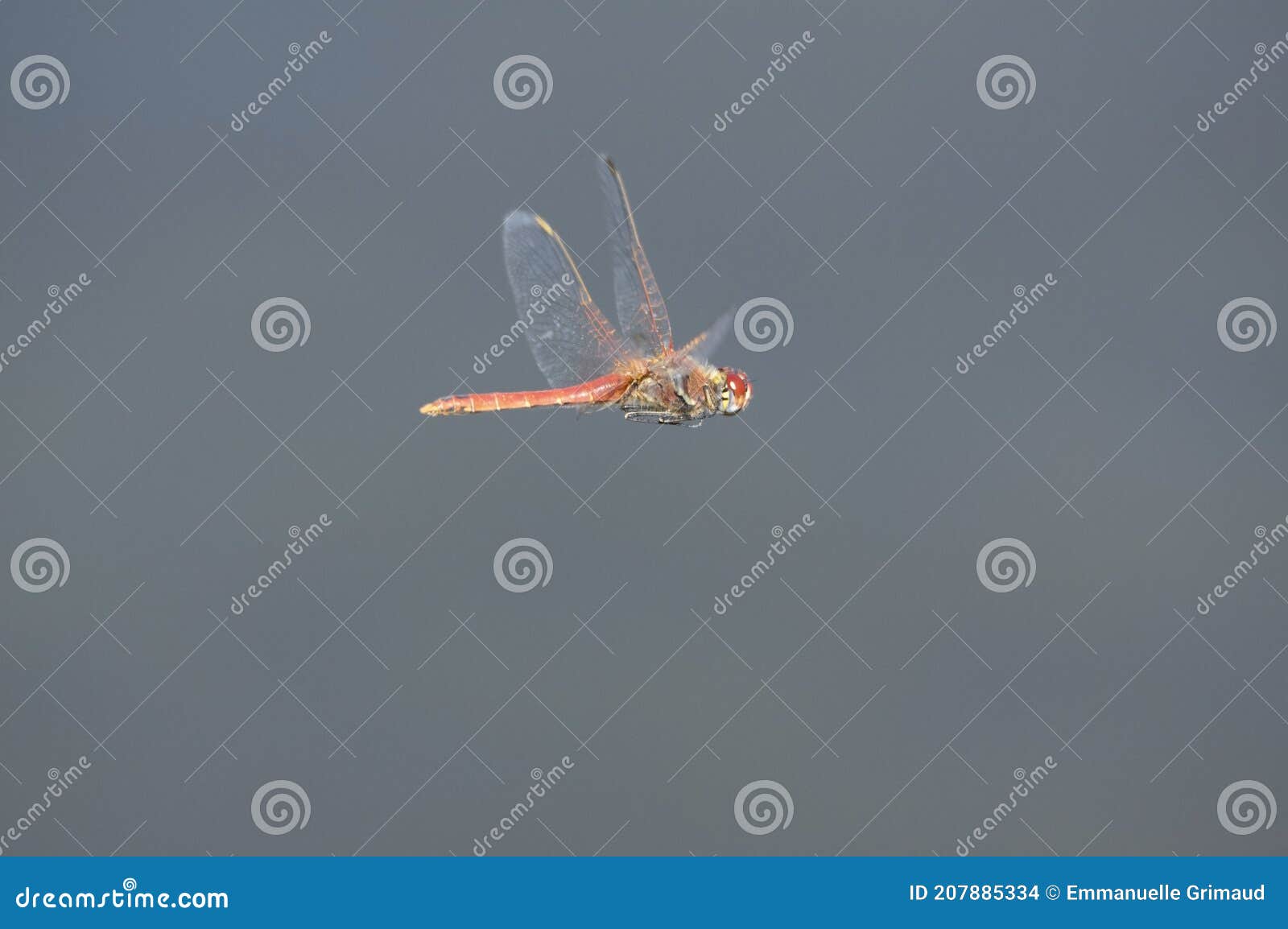 Pretty dragonfly in flight stock photo. Image of summer - 207885334