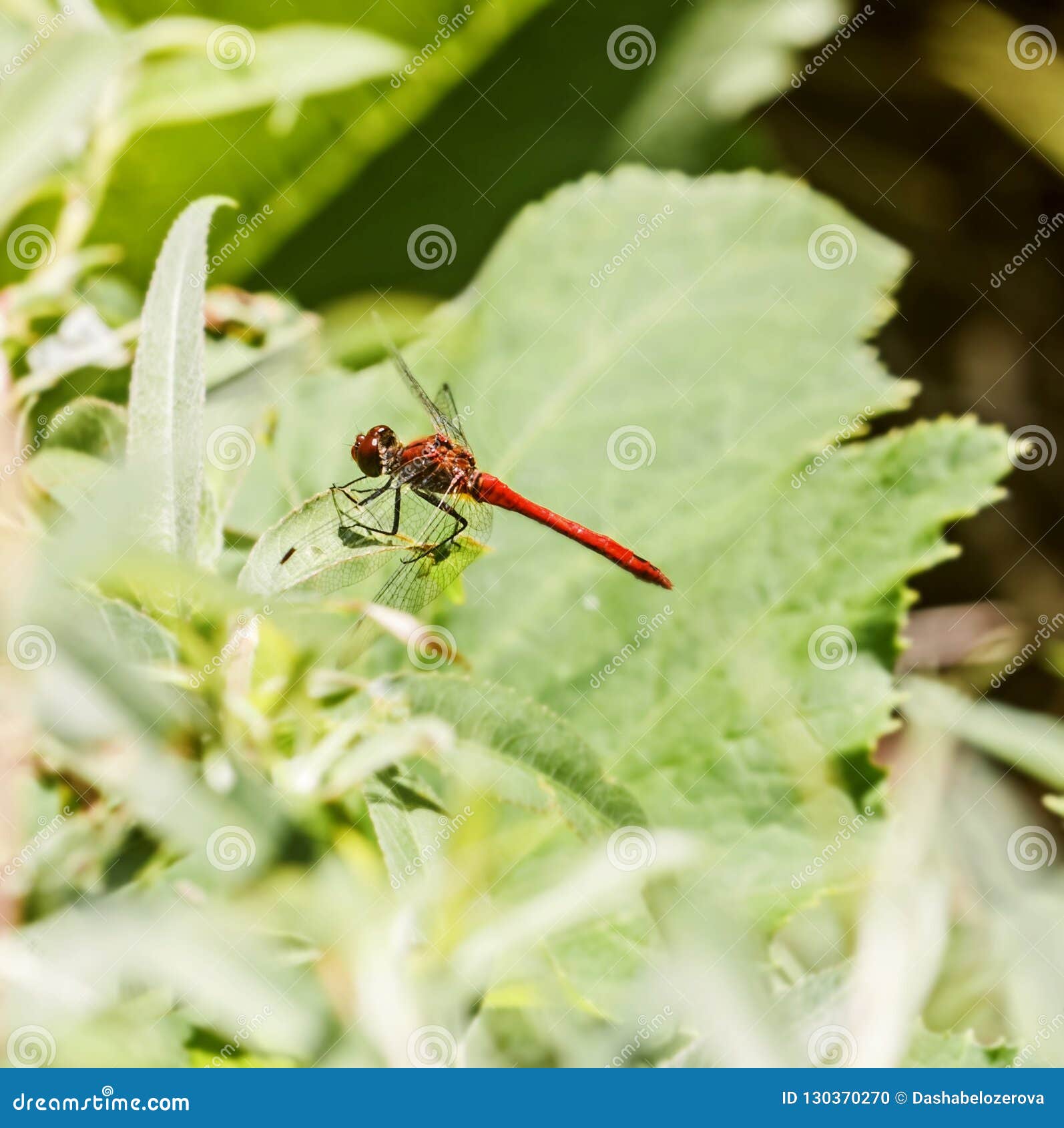 Pretty Dragonfly on Sunny Leaf Stock Photo - Image of pondhawk, green ...