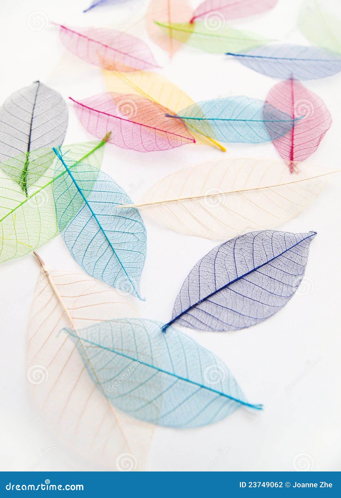 Pretty Dried Colorful Leaves Stock Photo - Image of plants, scatterd ...