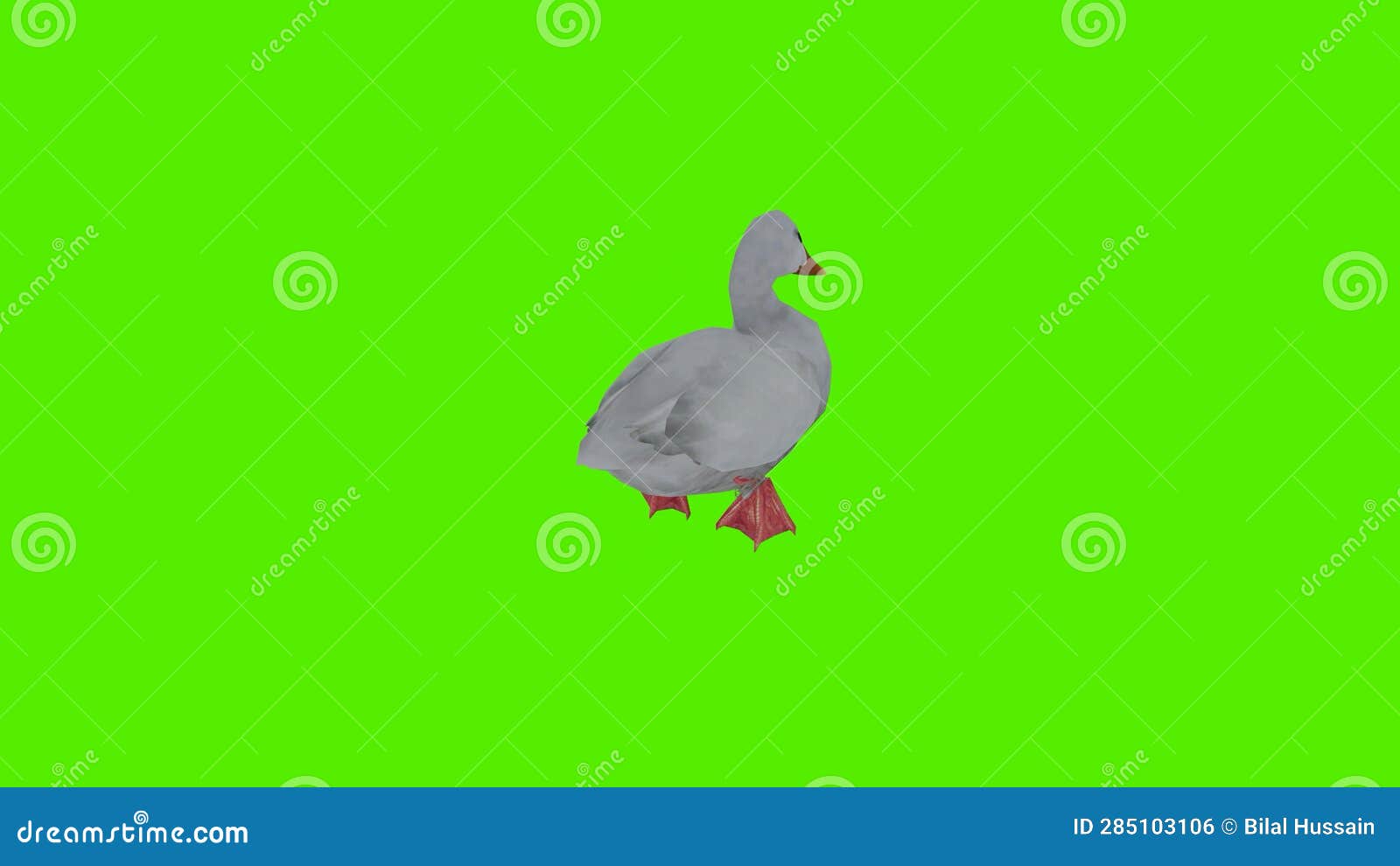 A Pretty Duck in the Lake Shaking the Head and Looking Around from the ...