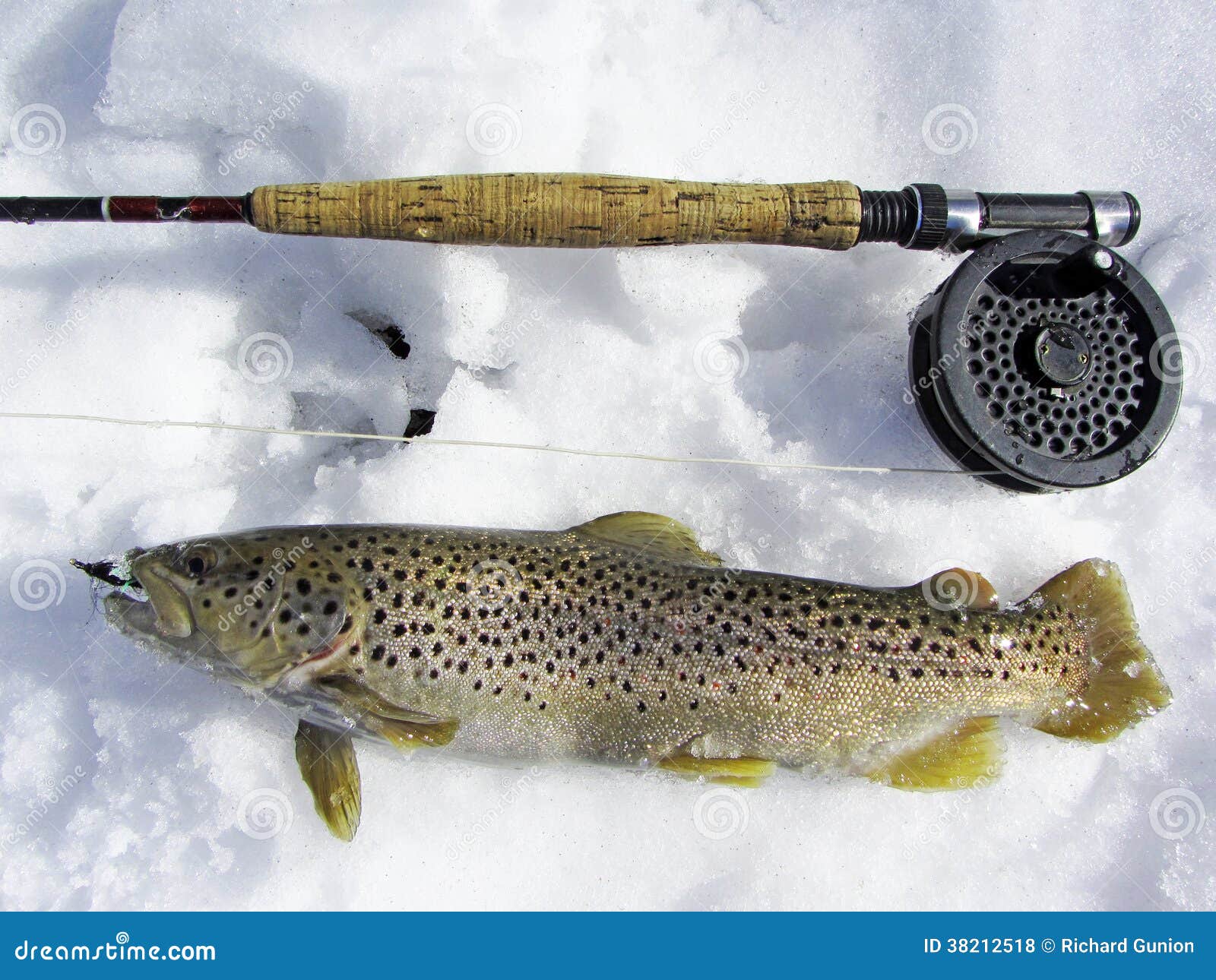 Pretty Early Season Brown Trout Stock Photo - Image of success, fishing ...