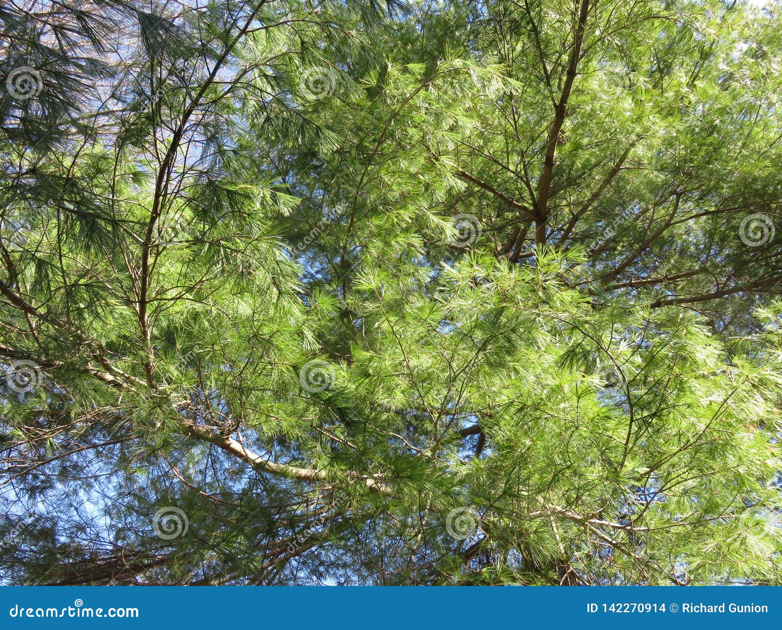 Pretty Evergreen Tree in Mid March Stock Photo - Image of branches ...