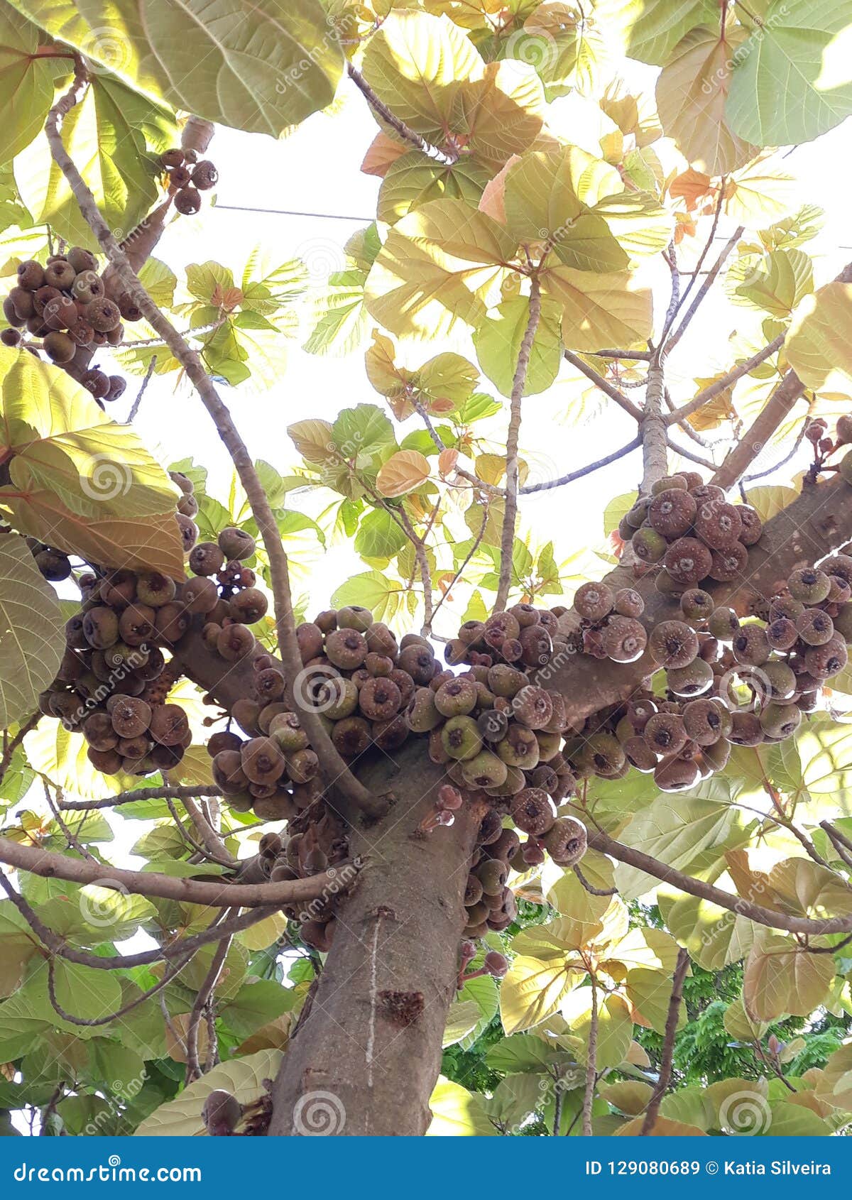 Himalayan Fig Tree stock image. Image of exotic, tree - 129080689