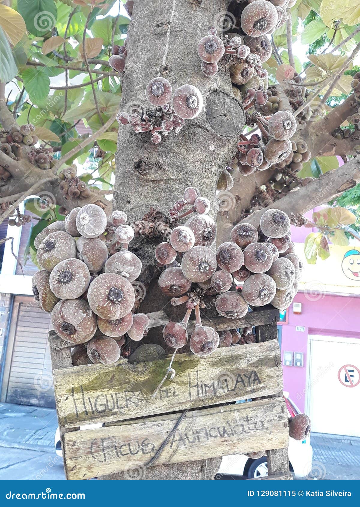 Himalayan Fig Tree stock image. Image of exotic, pretty - 129081115