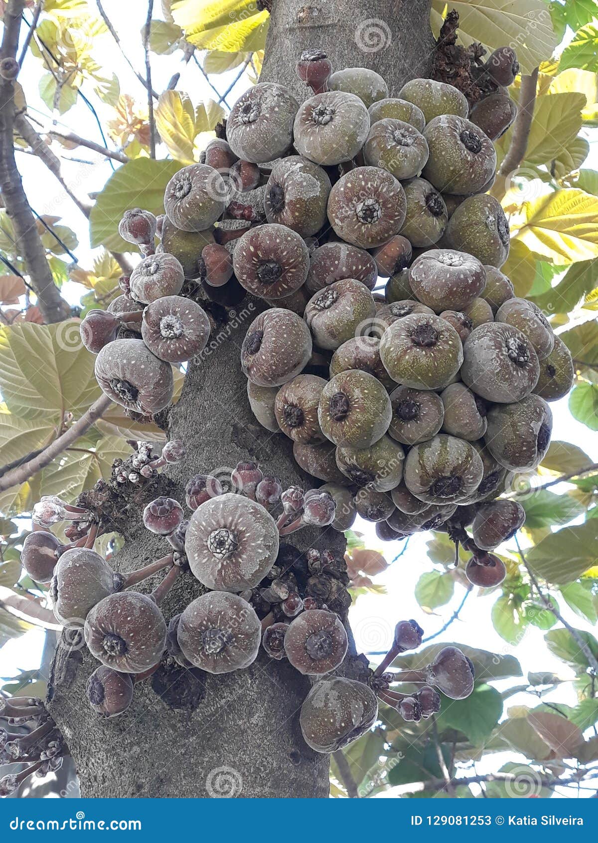 Himalayan Fig Tree stock image. Image of himalayan, exotic - 129081253