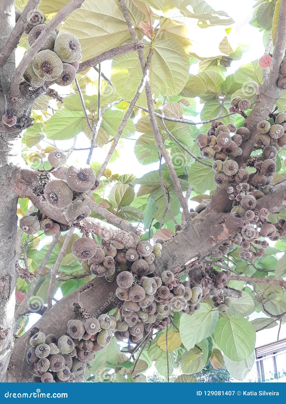 Himalayan Fig Tree stock image. Image of figs, exotic - 129081407