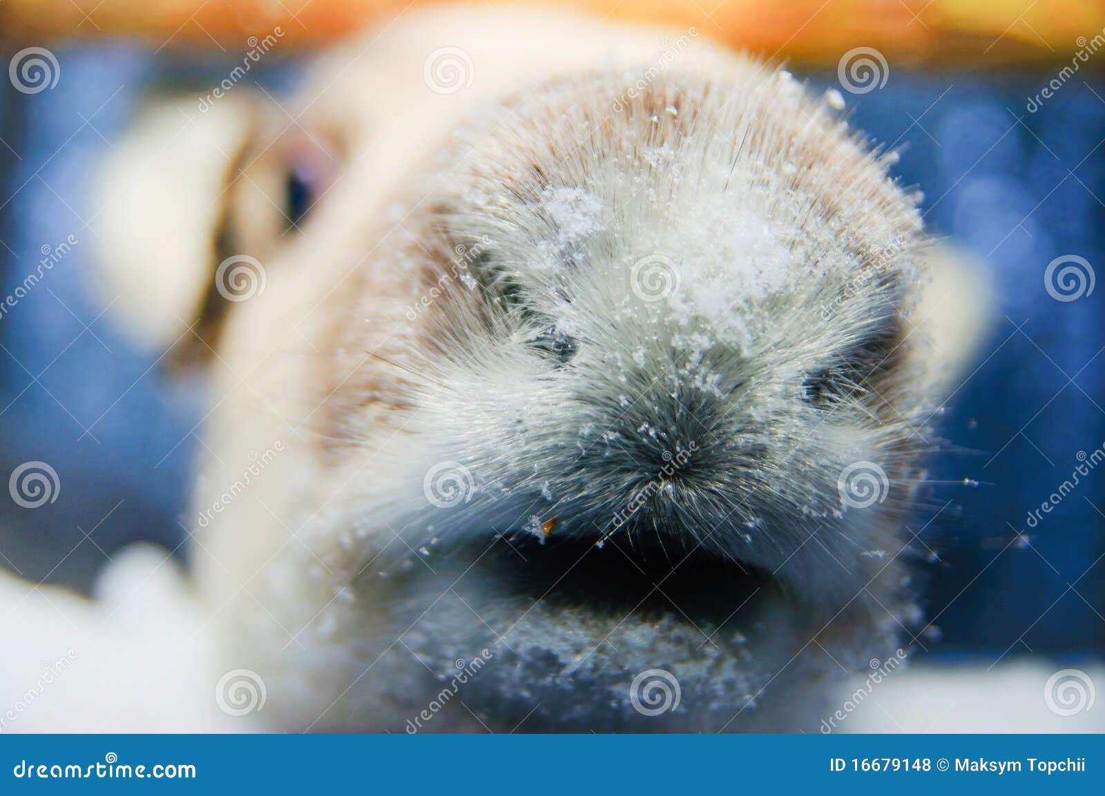 A pretty face reindeer stock photo. Image of sweet, nose - 16679148