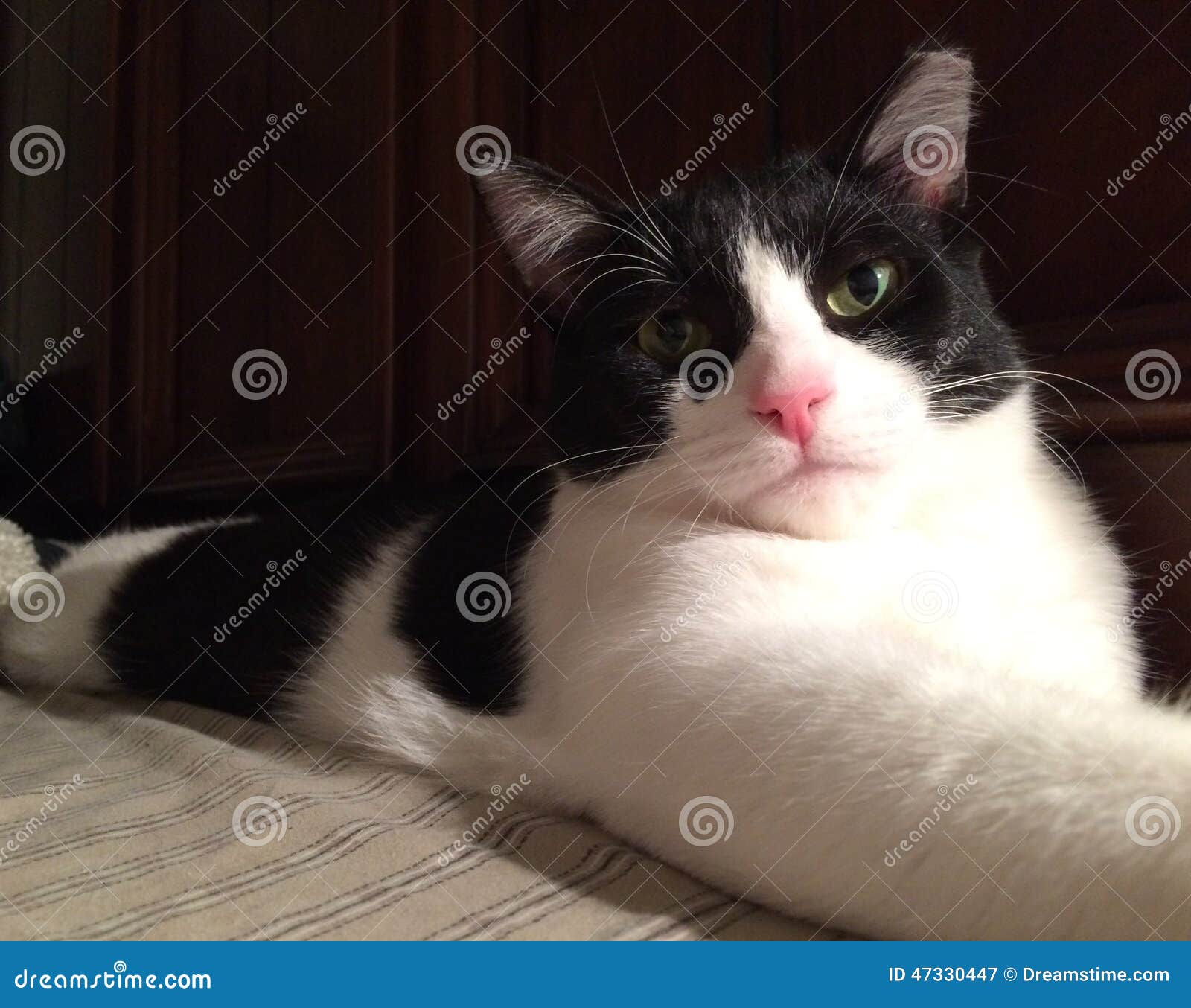 Pretty face stock image. Image of resting, face, pretty - 47330447