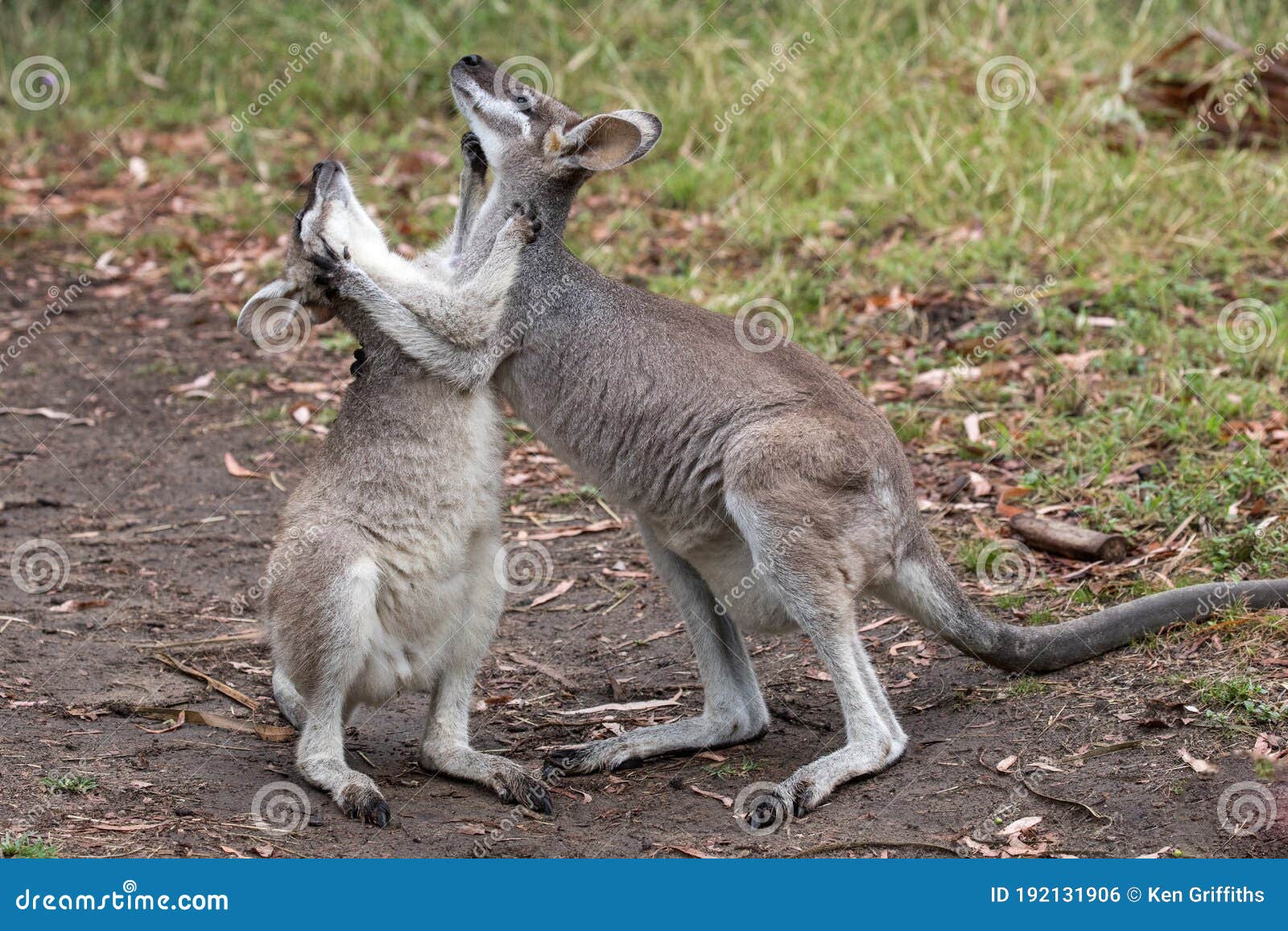 Pretty-face Wallaby stock photo. Image of whiptailed - 192131906