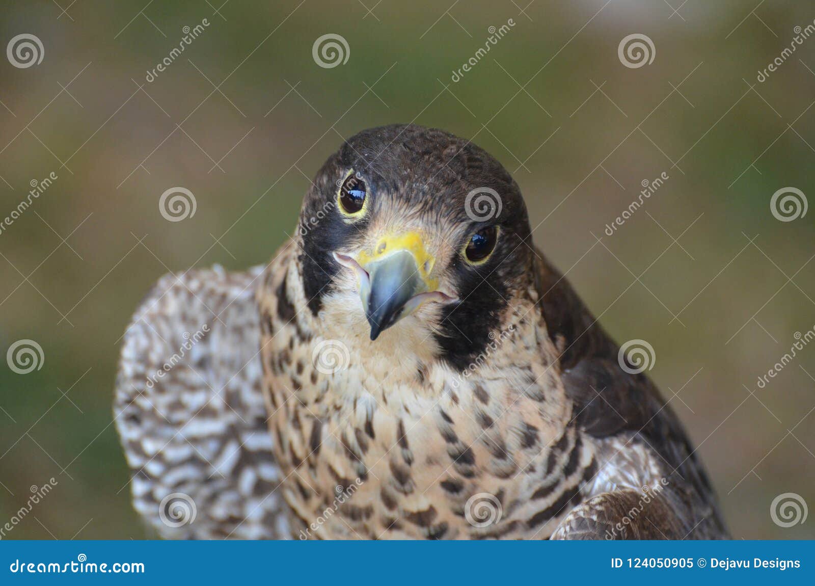 Beautiful Falcon Looking Up at the Camera Stock Image - Image of ...