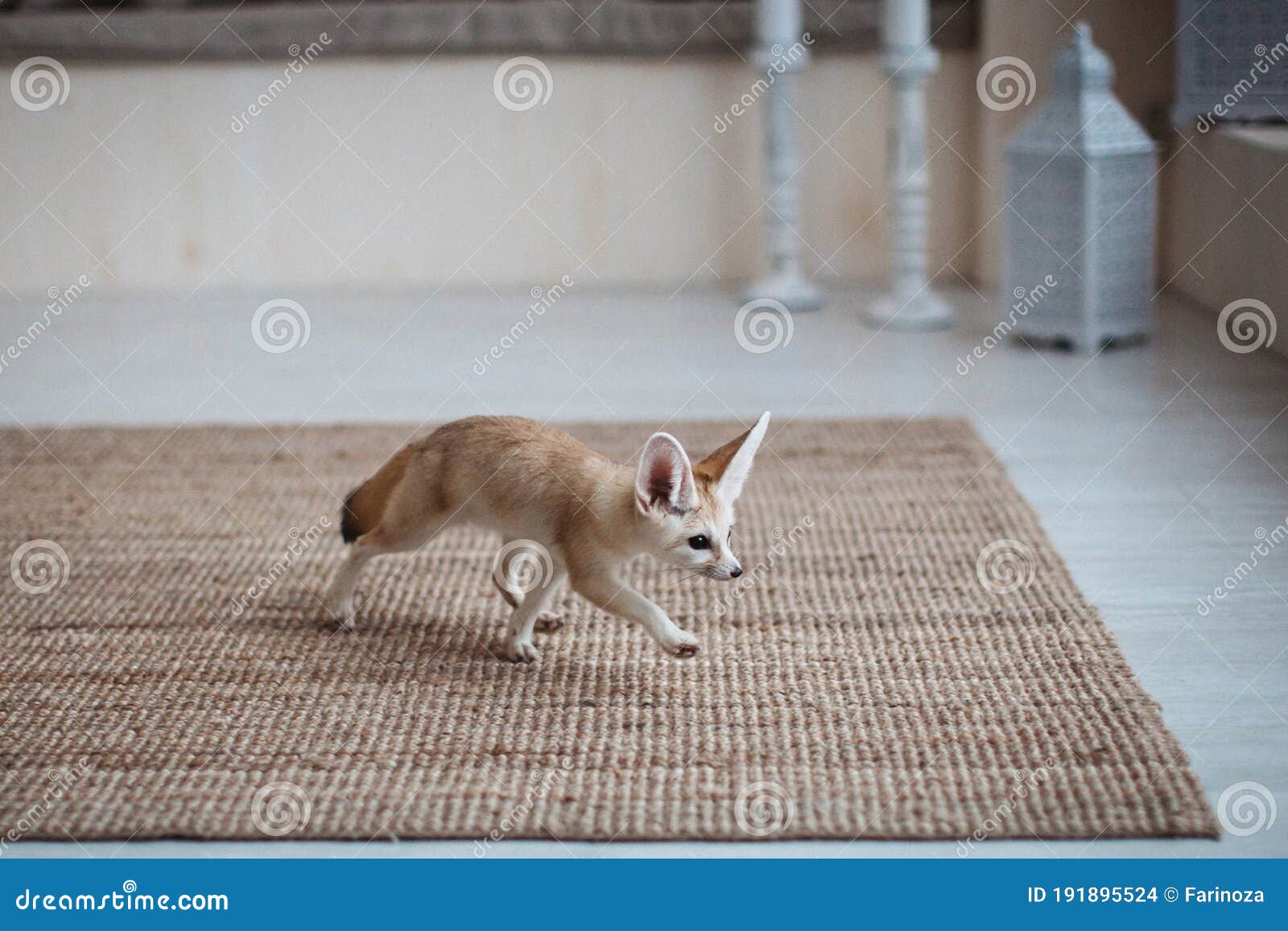 Pretty Fennec Fox Cub in Light Room Stock Photo - Image of approaching ...