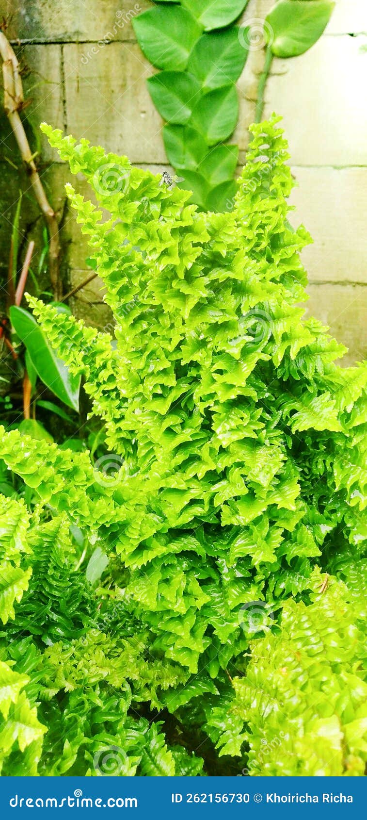 Pretty fern flowers stock photo. Image of fern, pretty - 262156730