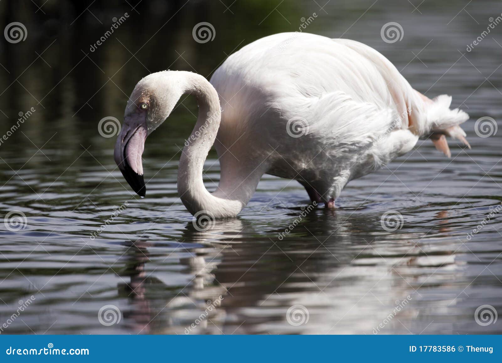 Pretty Flamingo stock photo. Image of pink, water, flamingo - 17783586