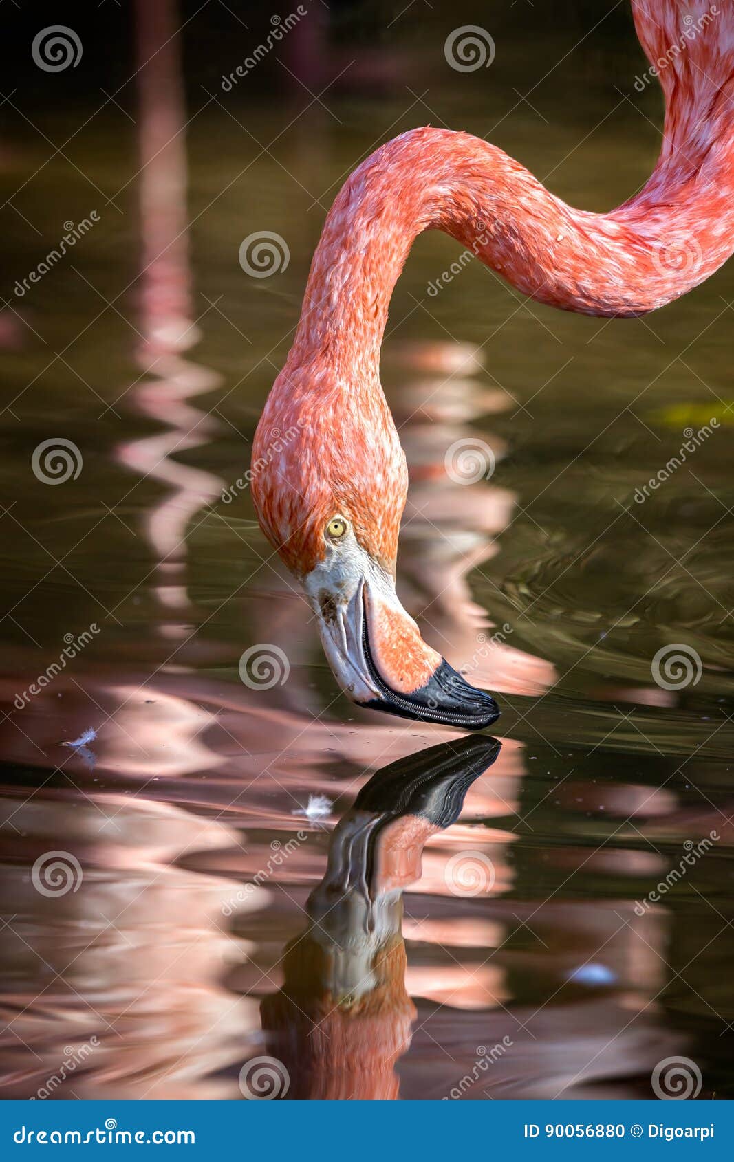 Pretty Flamingo Close Up Shot Stock Photo - Image of feather, outdoor ...