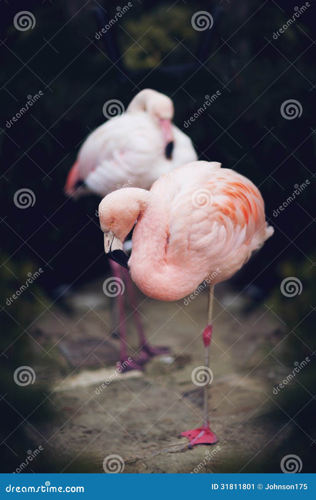 Pretty Flamingo stock image. Image of beak, portrait - 31811801