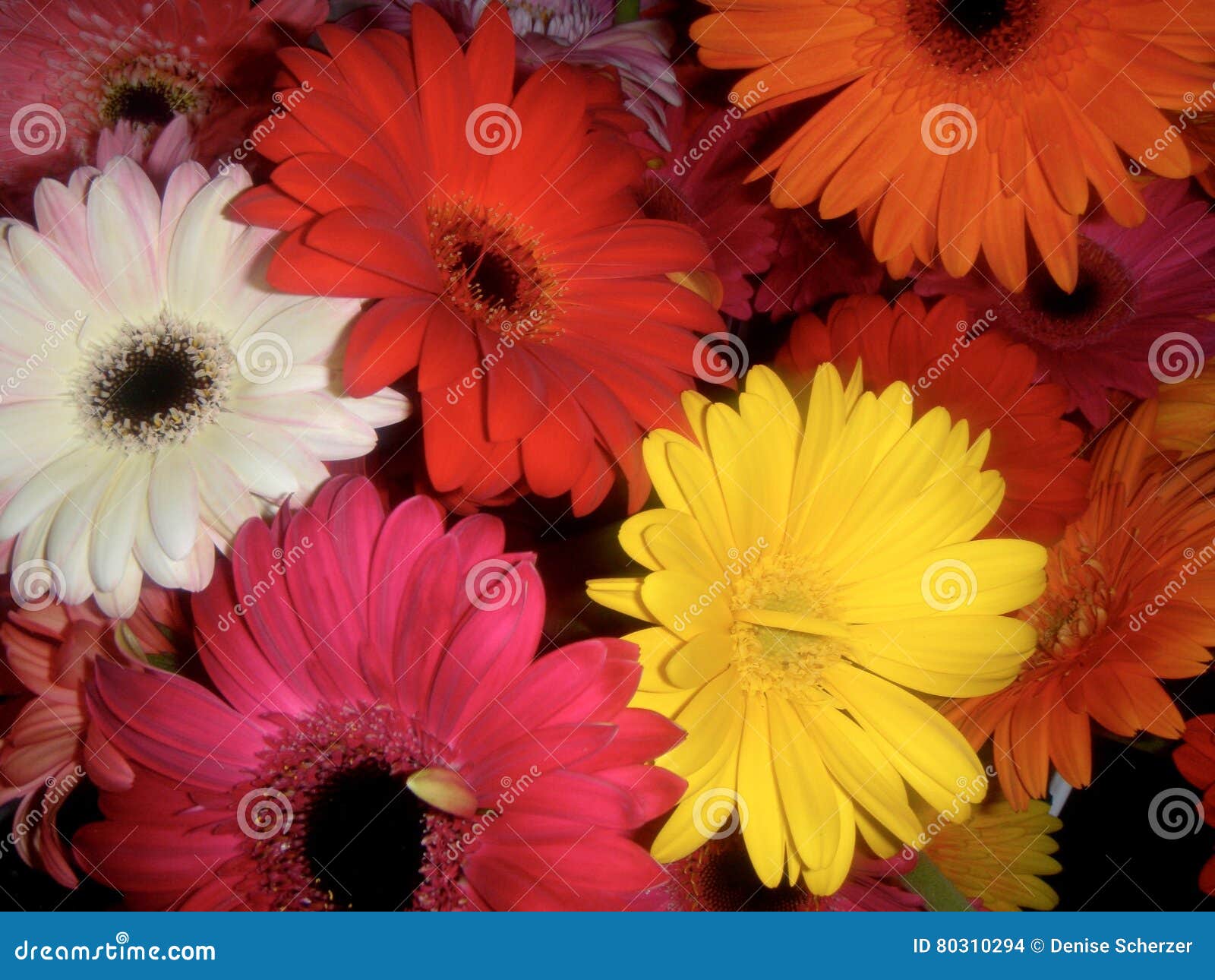Pretty flower bunch stock photo. Image of brightly, gerbera - 80310294