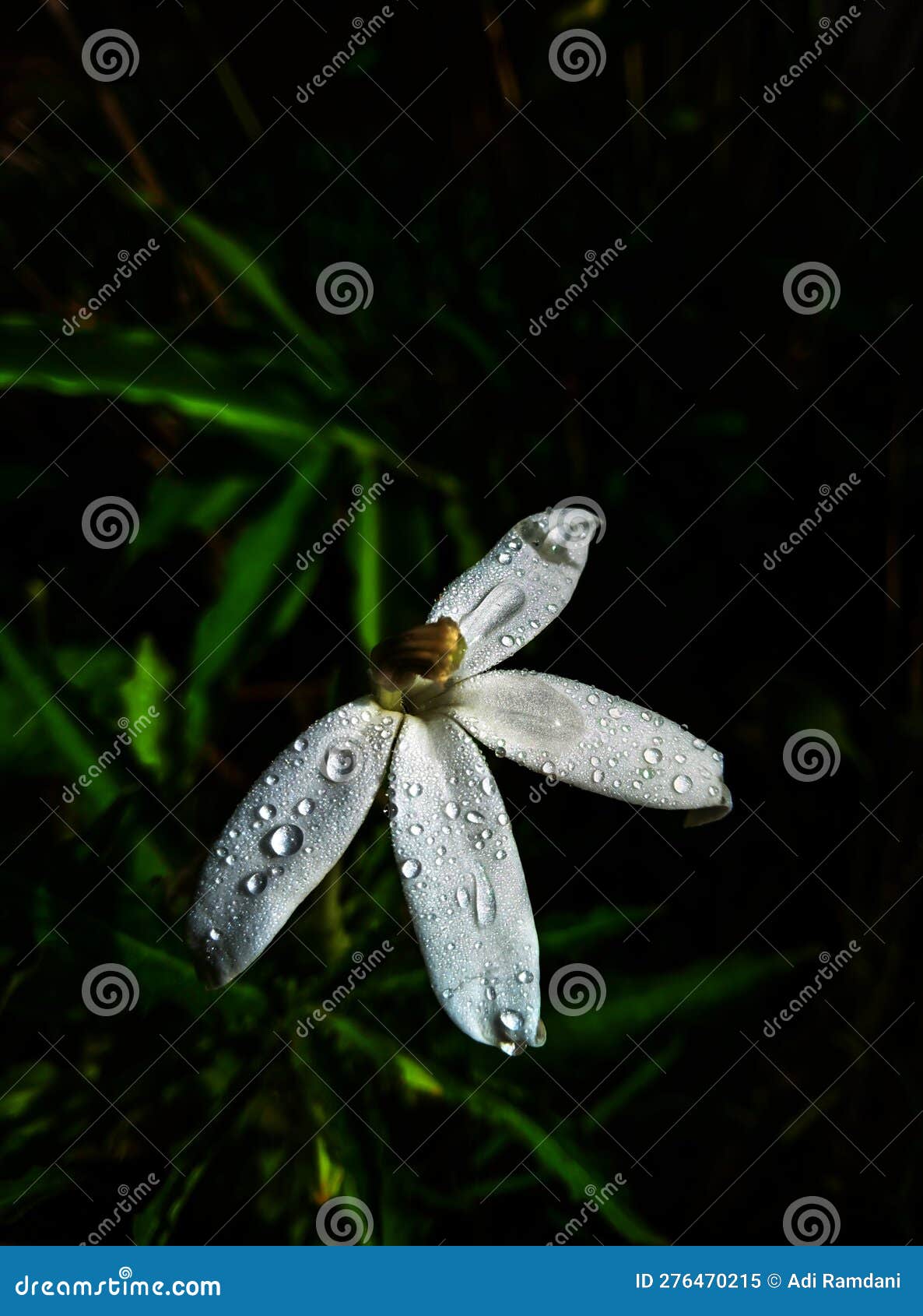 Pretty Flower with Four Petals Stock Image - Image of four, blue: 276470215
