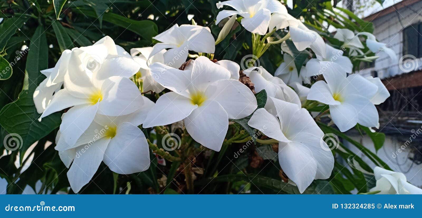 Flower Lao stock image. Image of pretty, bloom, blossom - 132324285