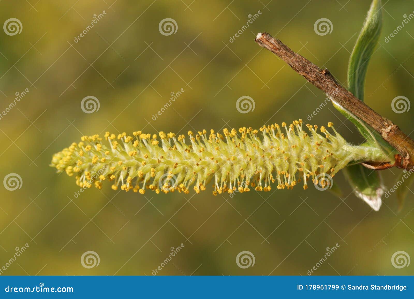 The Flower of a White Weeping or Weeping Willow Tree, Salix Alba ...