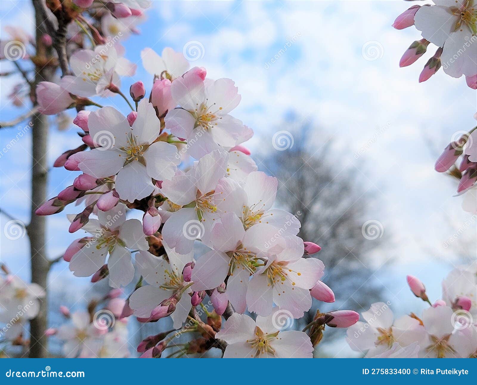Cherry blossom tree stock photo. Image of ornamental - 275833400