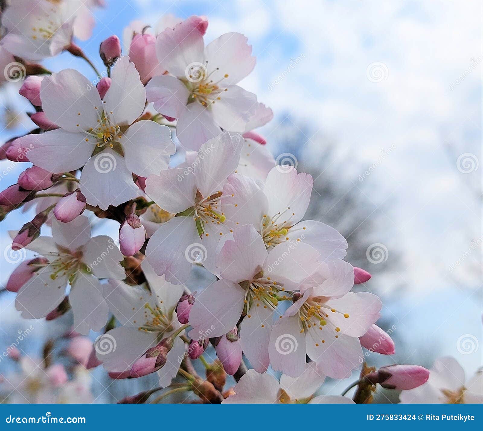 Cherry blossom tree stock photo. Image of plant, spring - 275833424