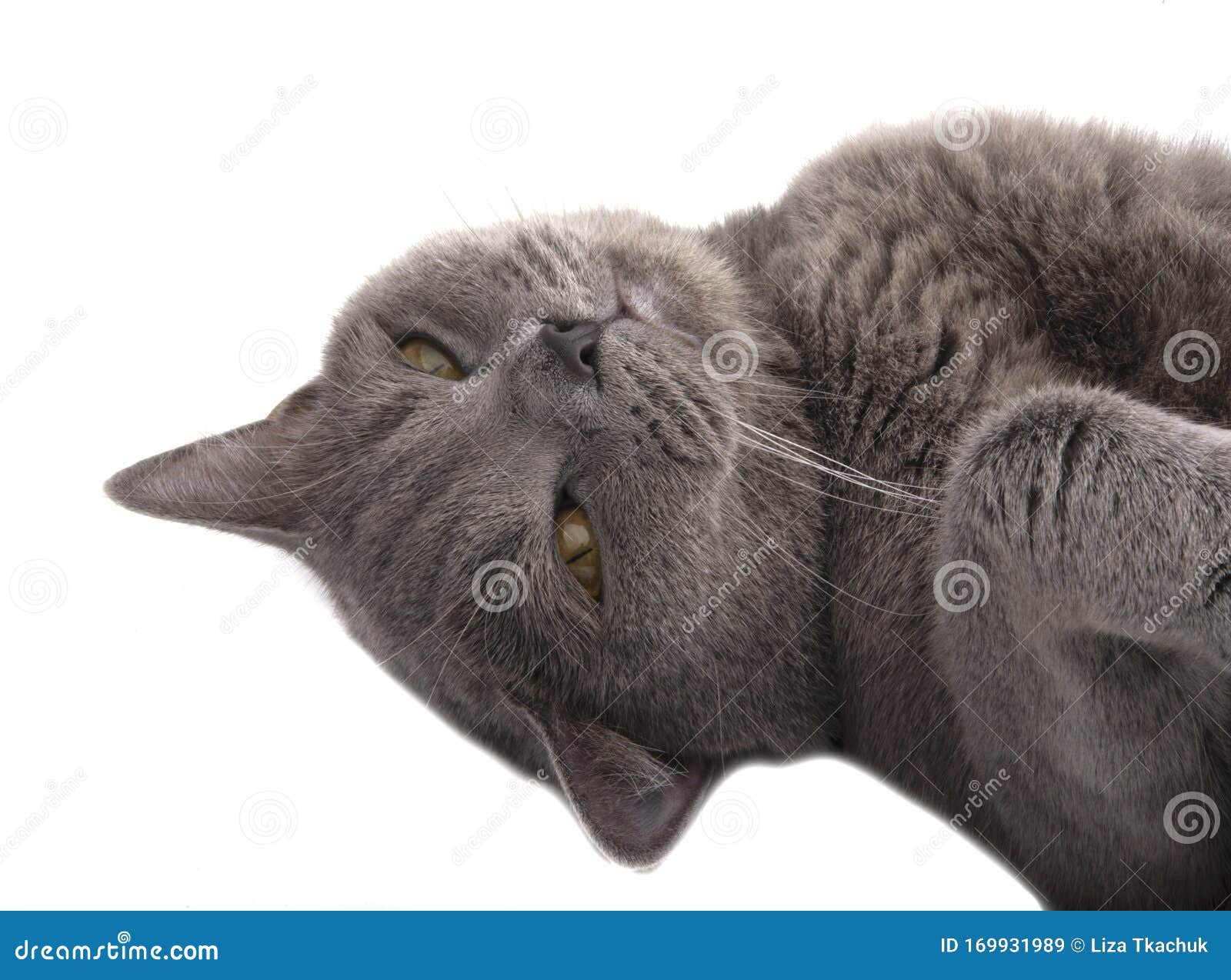 Pretty Fluffy Blue Gray British Cat Isolated on the White Stock Image ...